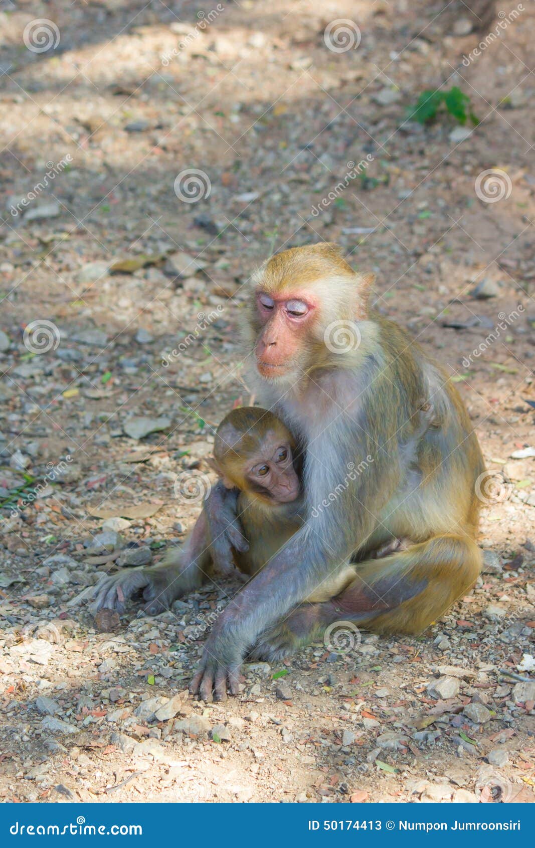 Monkey family stock image. Image of dangerous, baby, forest - 50174413