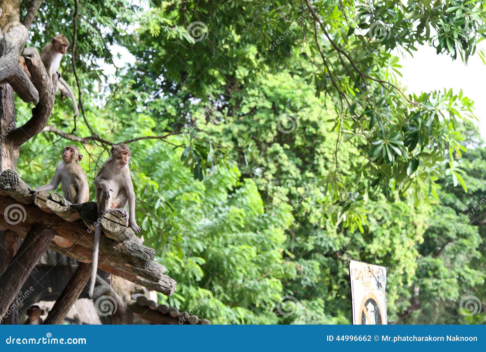 Monkey stock photo. Image of family, wild, african, clean - 44996662