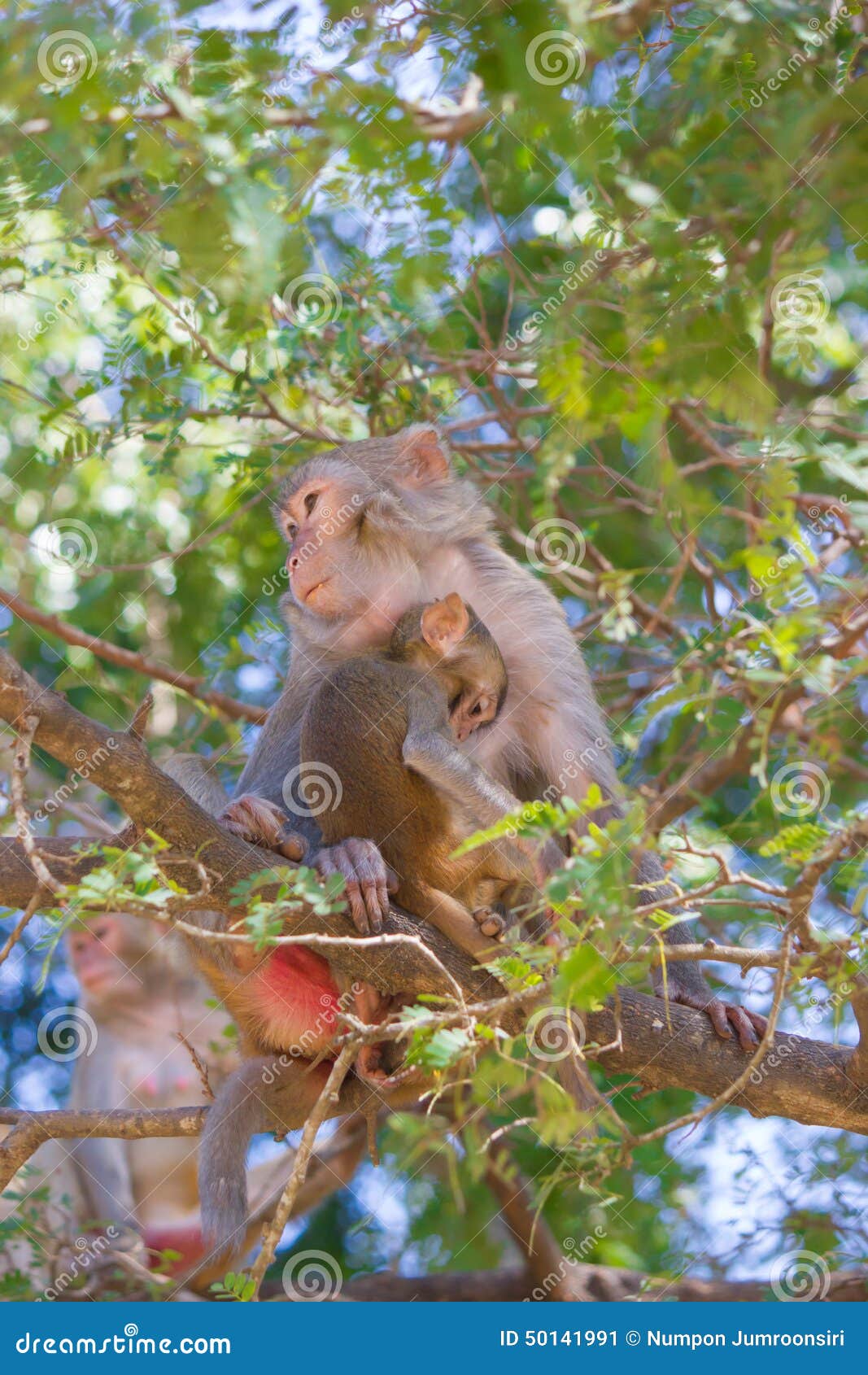 Monkey family stock image. Image of macaca, funny, clean - 50141991