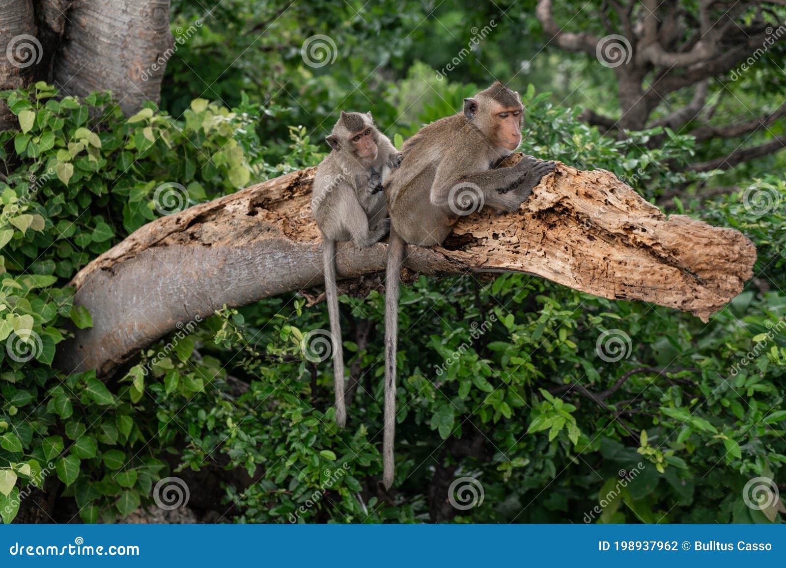 Monkey Family on the Tree in the Forest Stock Photo - Image of face ...