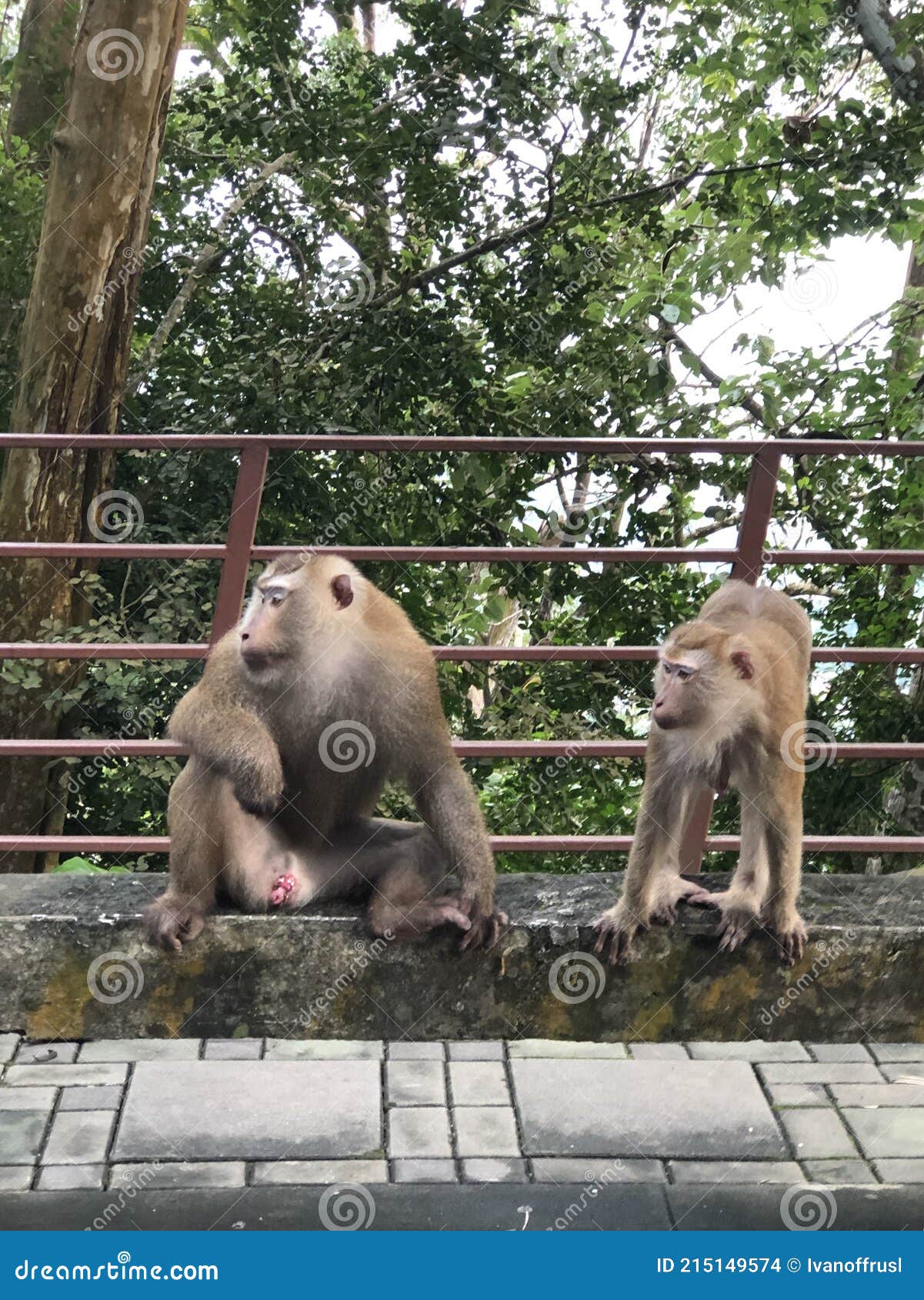 Monkey on guard stock photo. Image of asia, green, world - 215149574