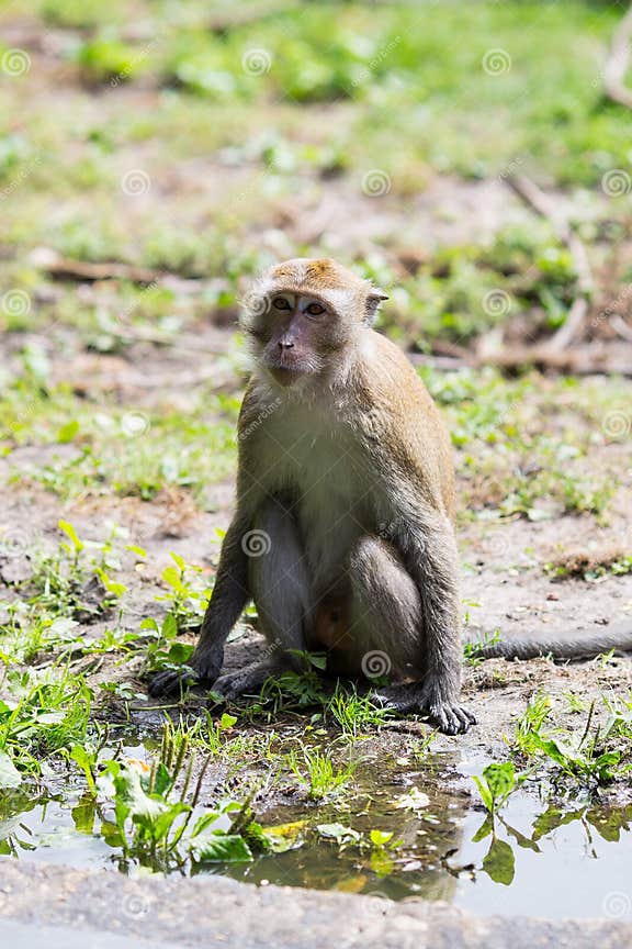 Monkey Family at the Water. Stock Image - Image of wild, water: 77081443