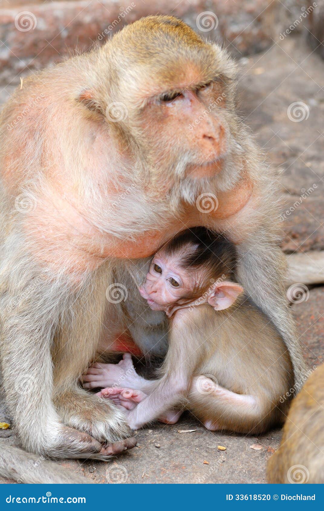 Monkey family stock photo. Image of family, monkey, mammal - 33618520