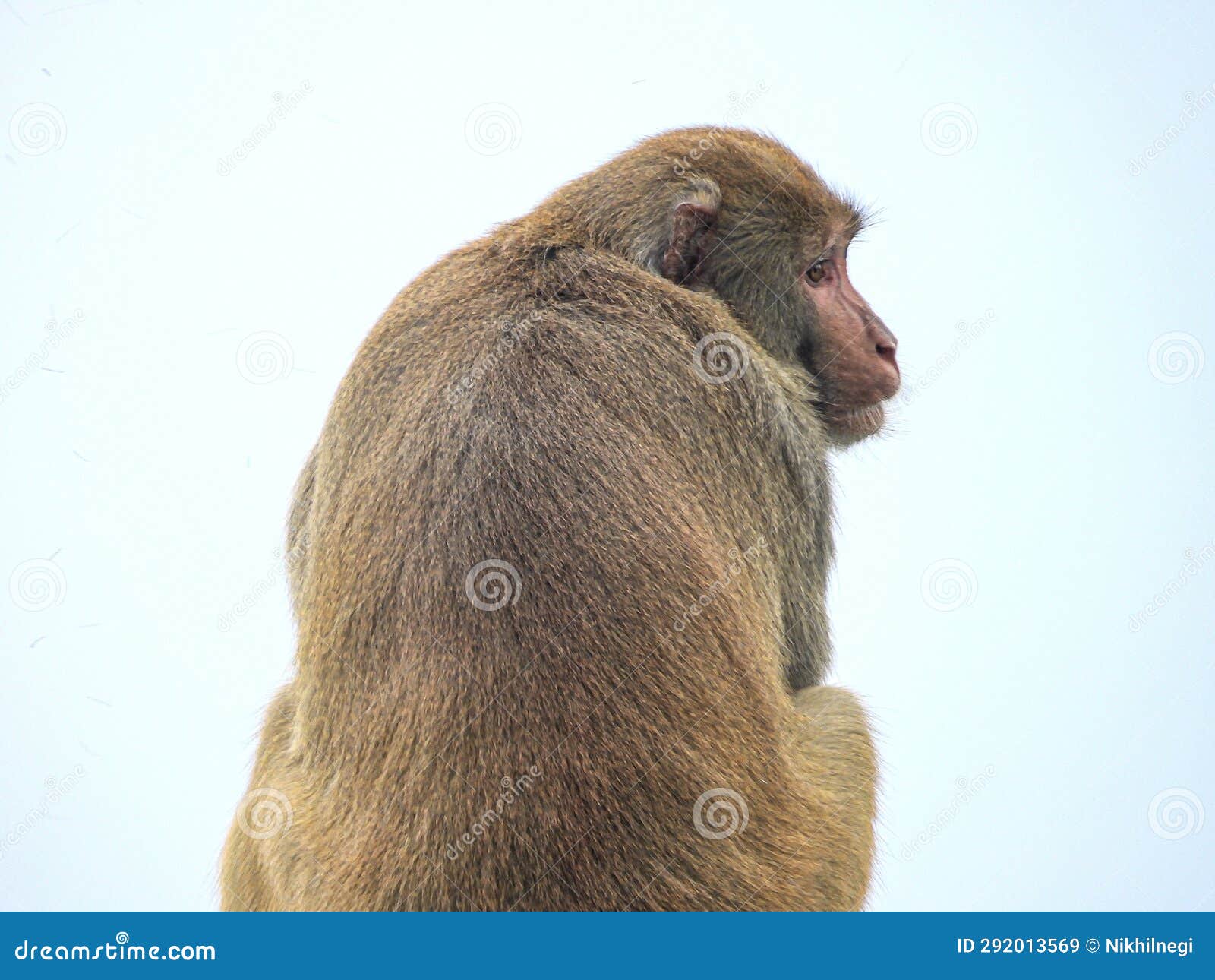 Monkey Far from My Window Shoot with Nikon P950 Stock Image - Image of ...