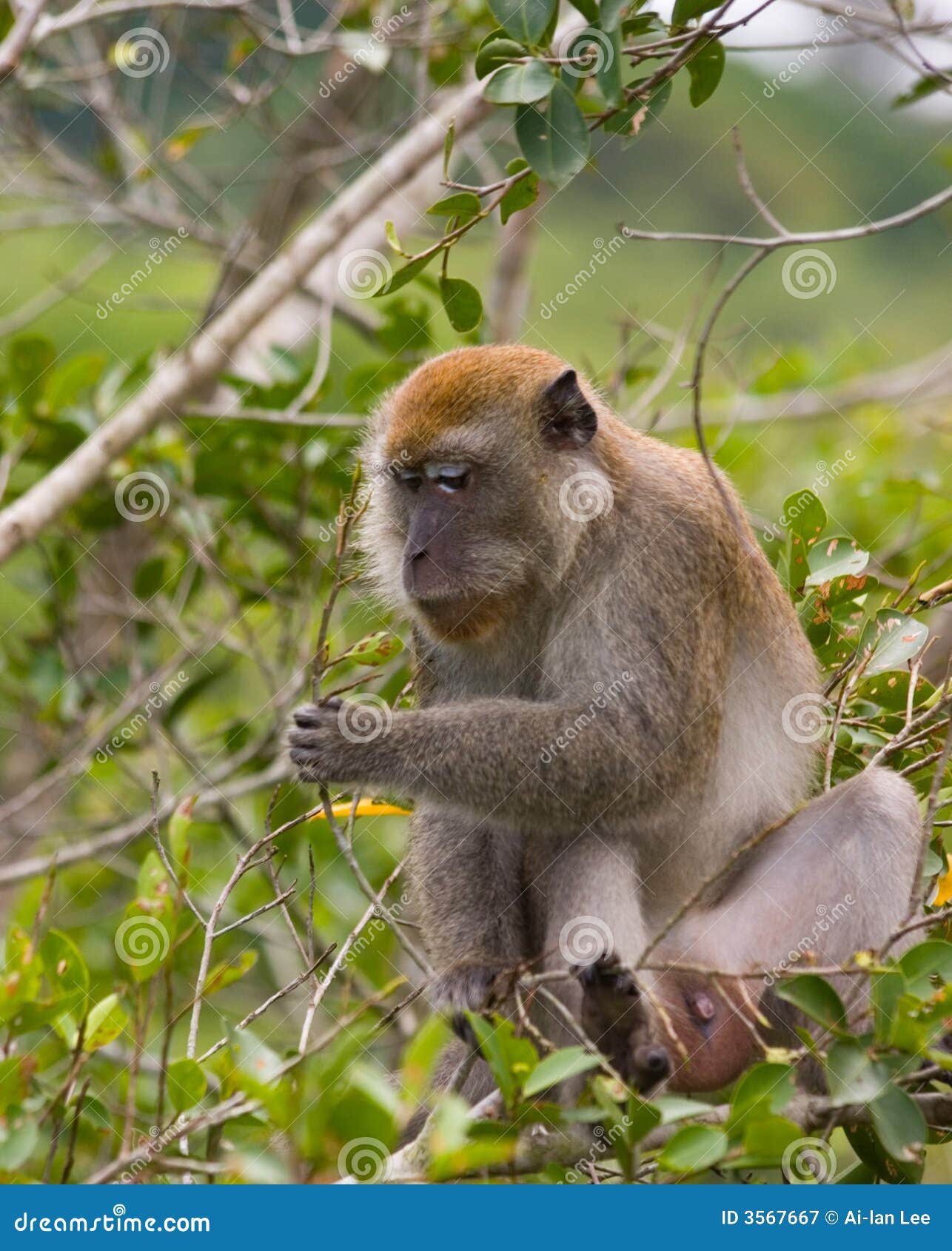 Lab Macaque Stock Photos - Free & Royalty-Free Stock Photos from Dreamstime