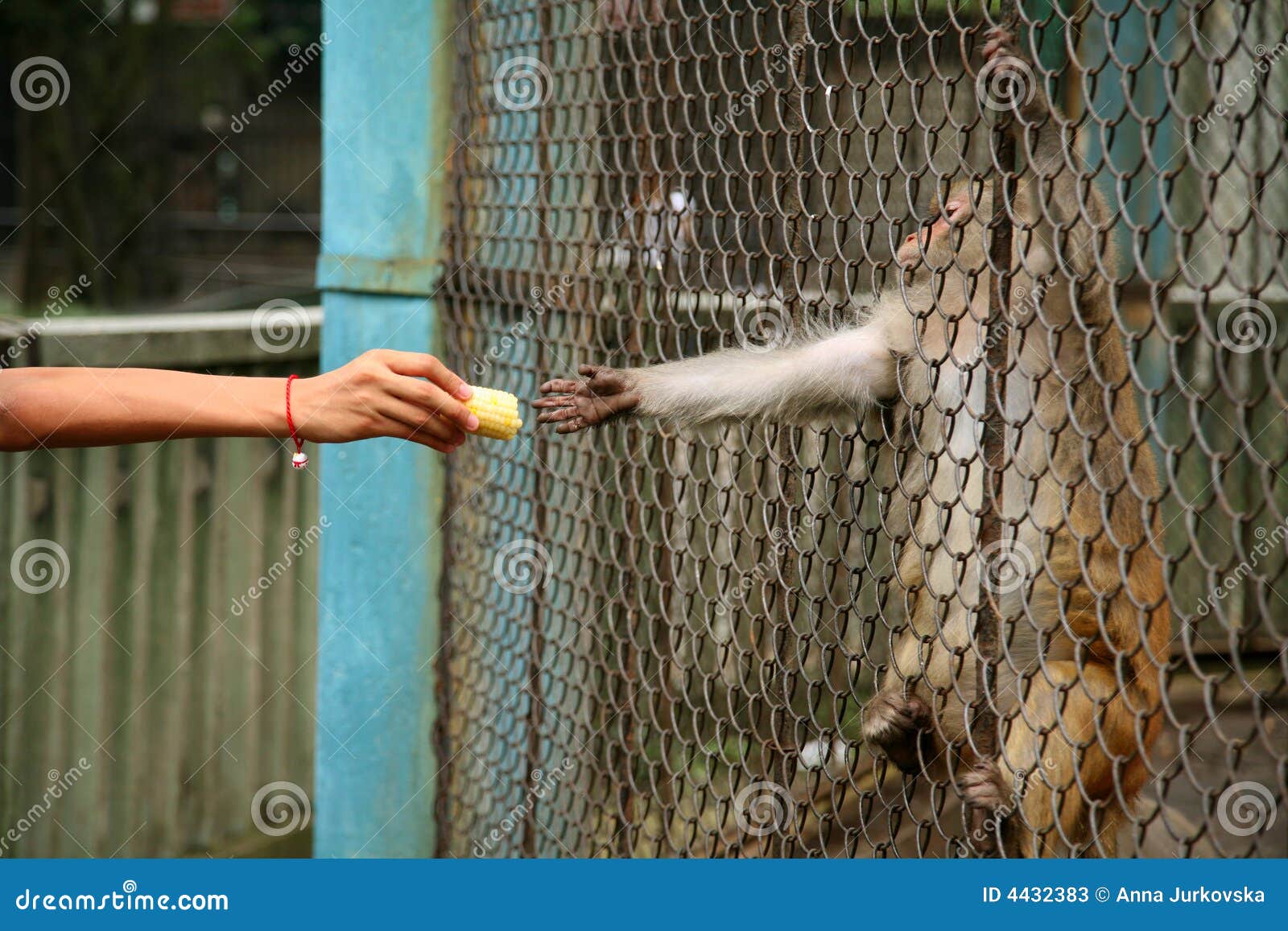 Monkey feeding stock image. Image of hold, reach, hungry - 4432383