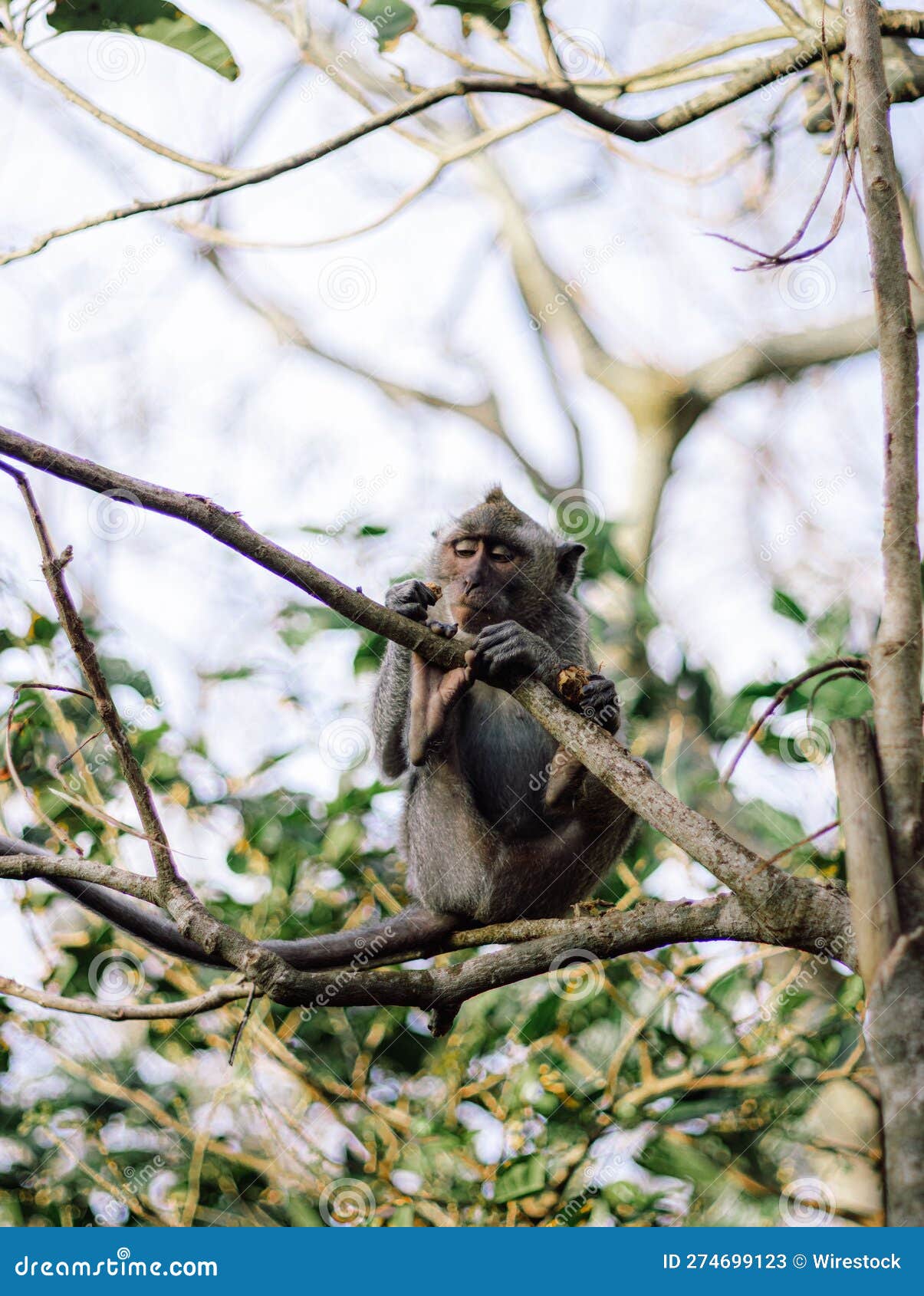 Monkey Feeding on Fruit Clinging Onto Branches Stock Image - Image of ...
