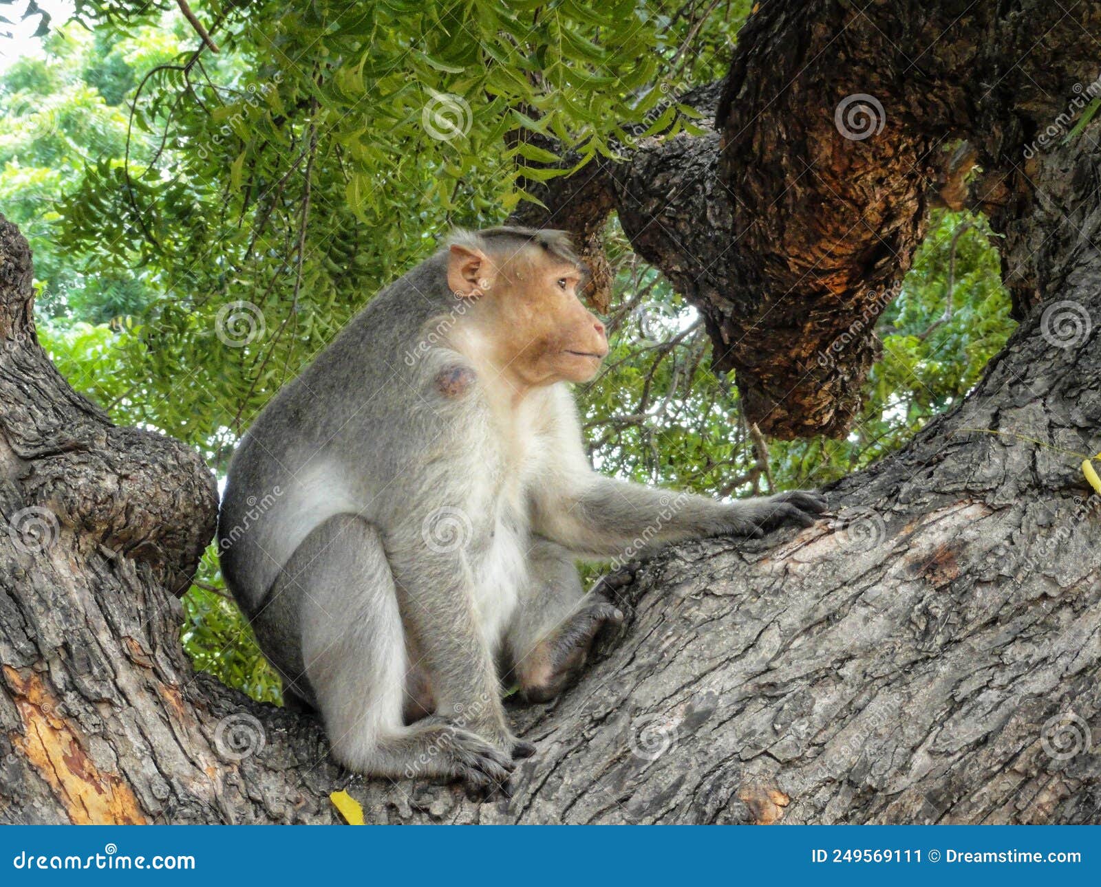Monkey feeling alone stock image. Image of alone, hanuman - 249569111