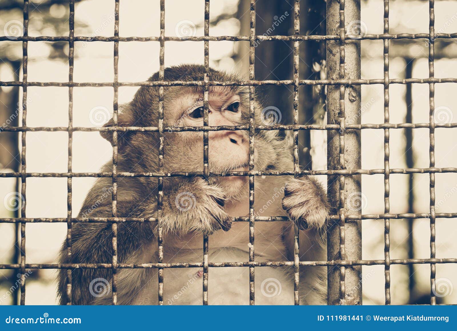 Monkey Feeling Sad In The Cage Stock Photography | CartoonDealer.com ...