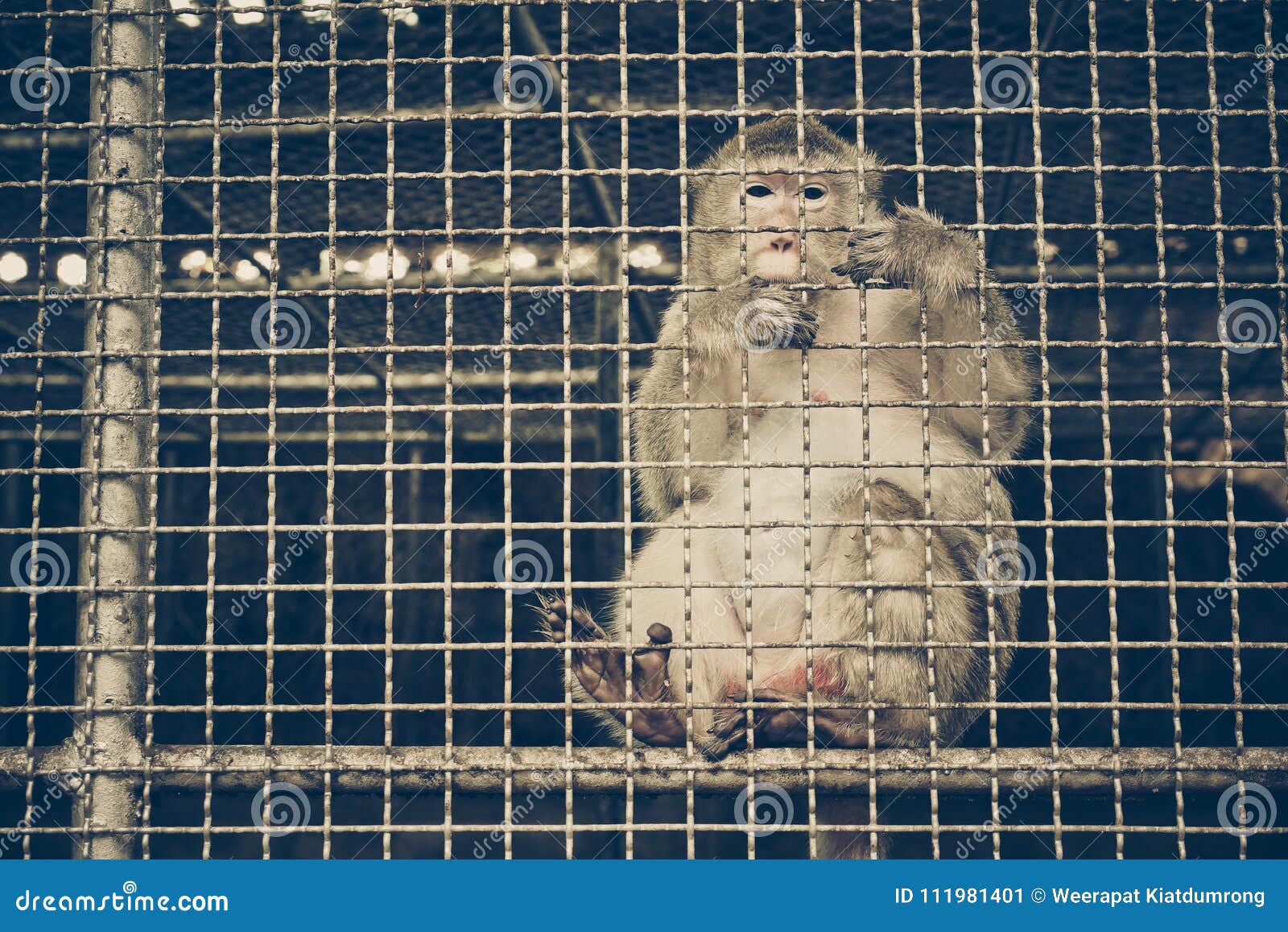 Monkey Feeling Sad in the Cage Stock Image - Image of hair, cage: 111981401