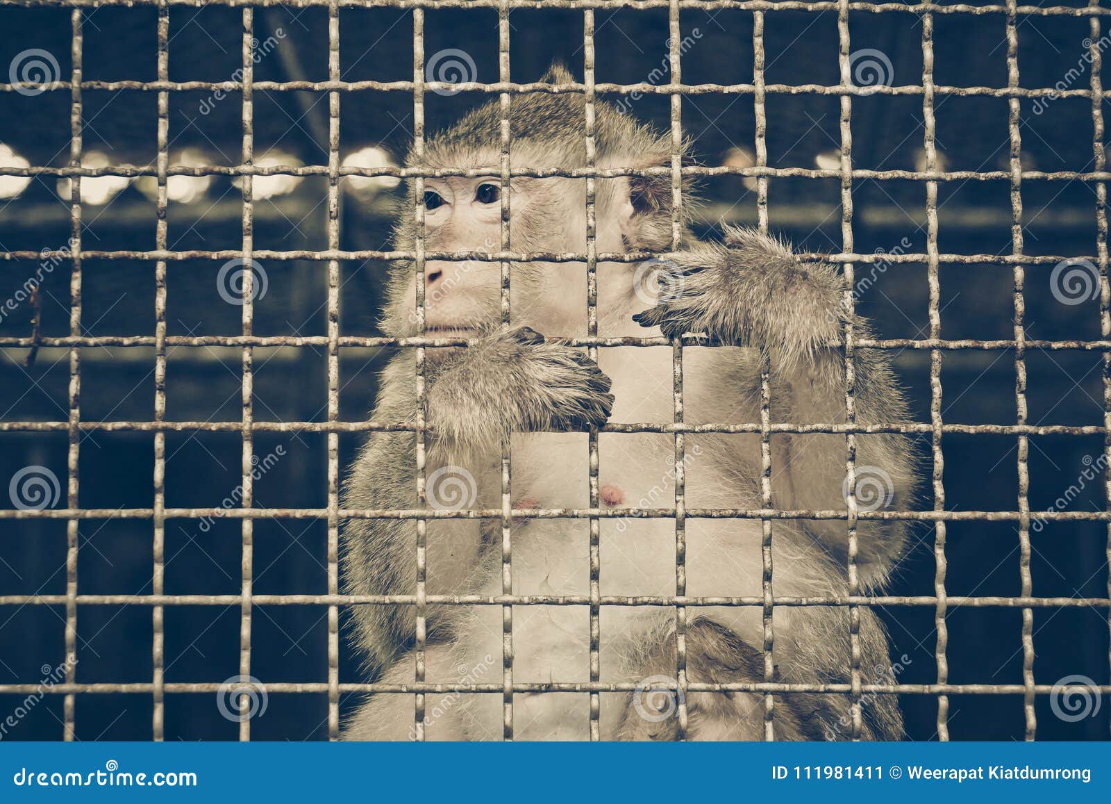 Monkey Feeling Sad in the Cage Stock Image - Image of trap, bars: 111981411