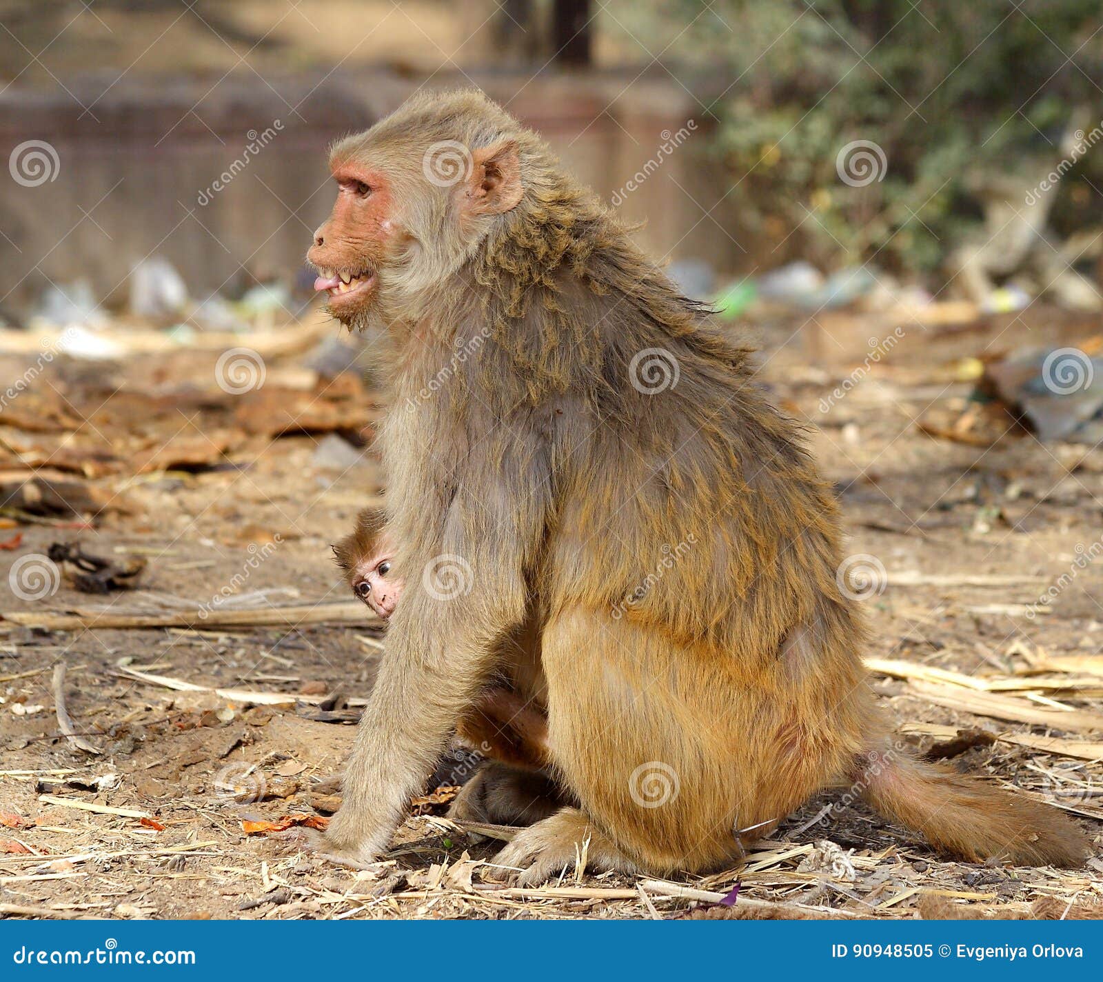 Monkey Female With Baby Is Angry And Shows Teeth, India Stock Image ...