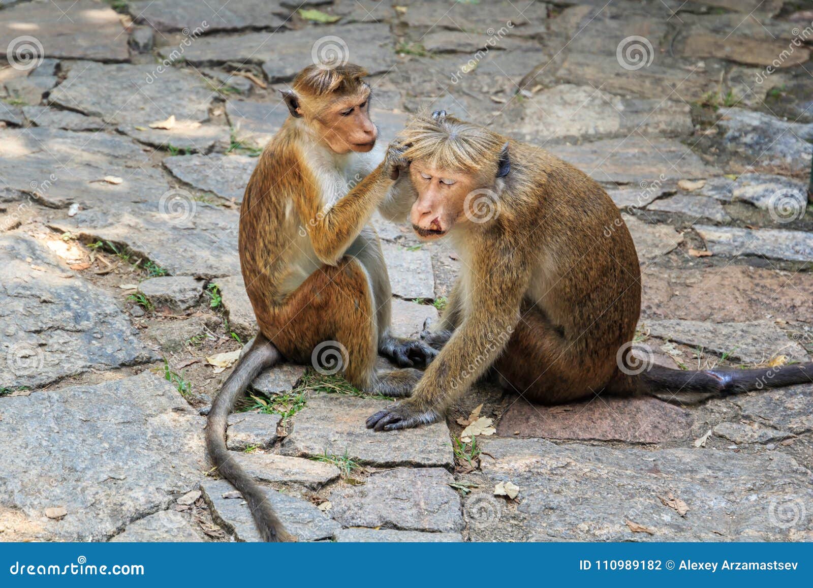 Monkey Female With Baby Is Angry And Shows Teeth, India Stock Image ...