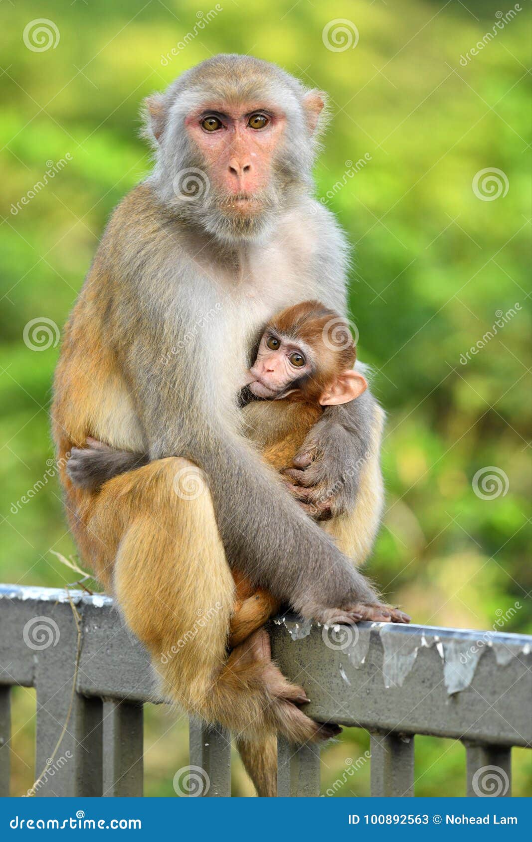 Monkey stock image. Image of pets, wildlife, female - 100892563