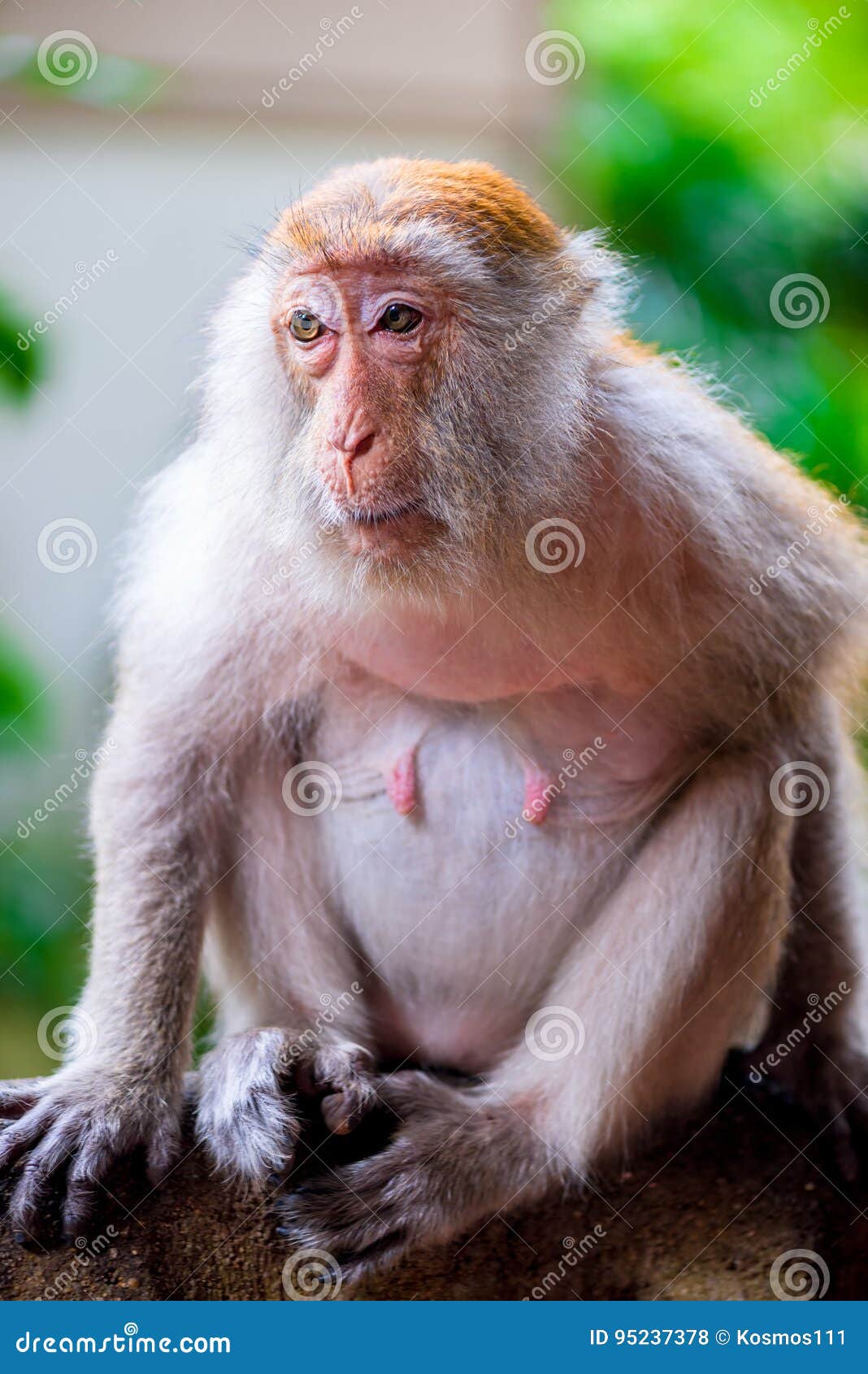 A Monkey Female Sits on a Tree Branch Stock Photo - Image of furry ...