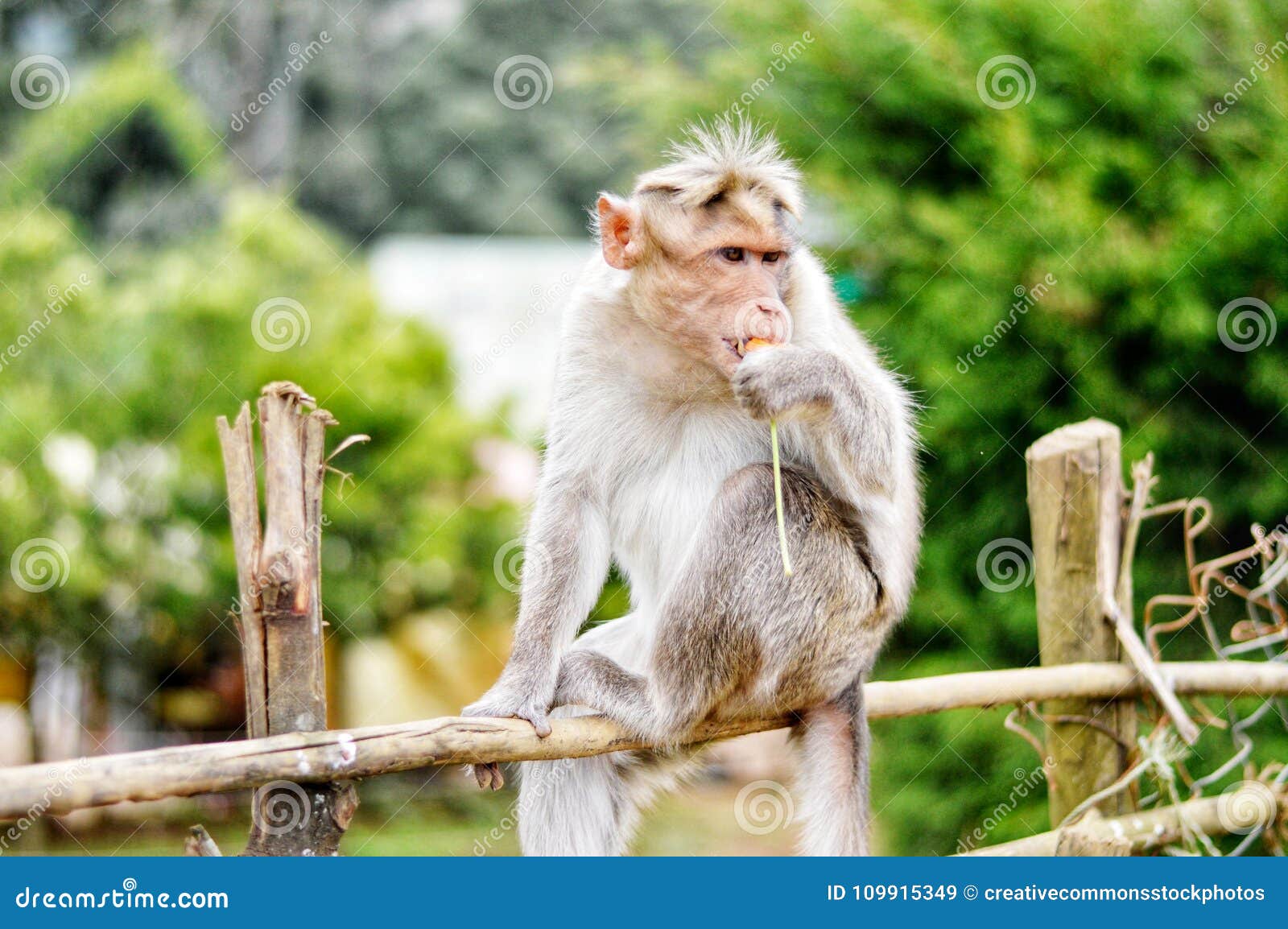 Monkey On Fence Picture. Image: 109915349