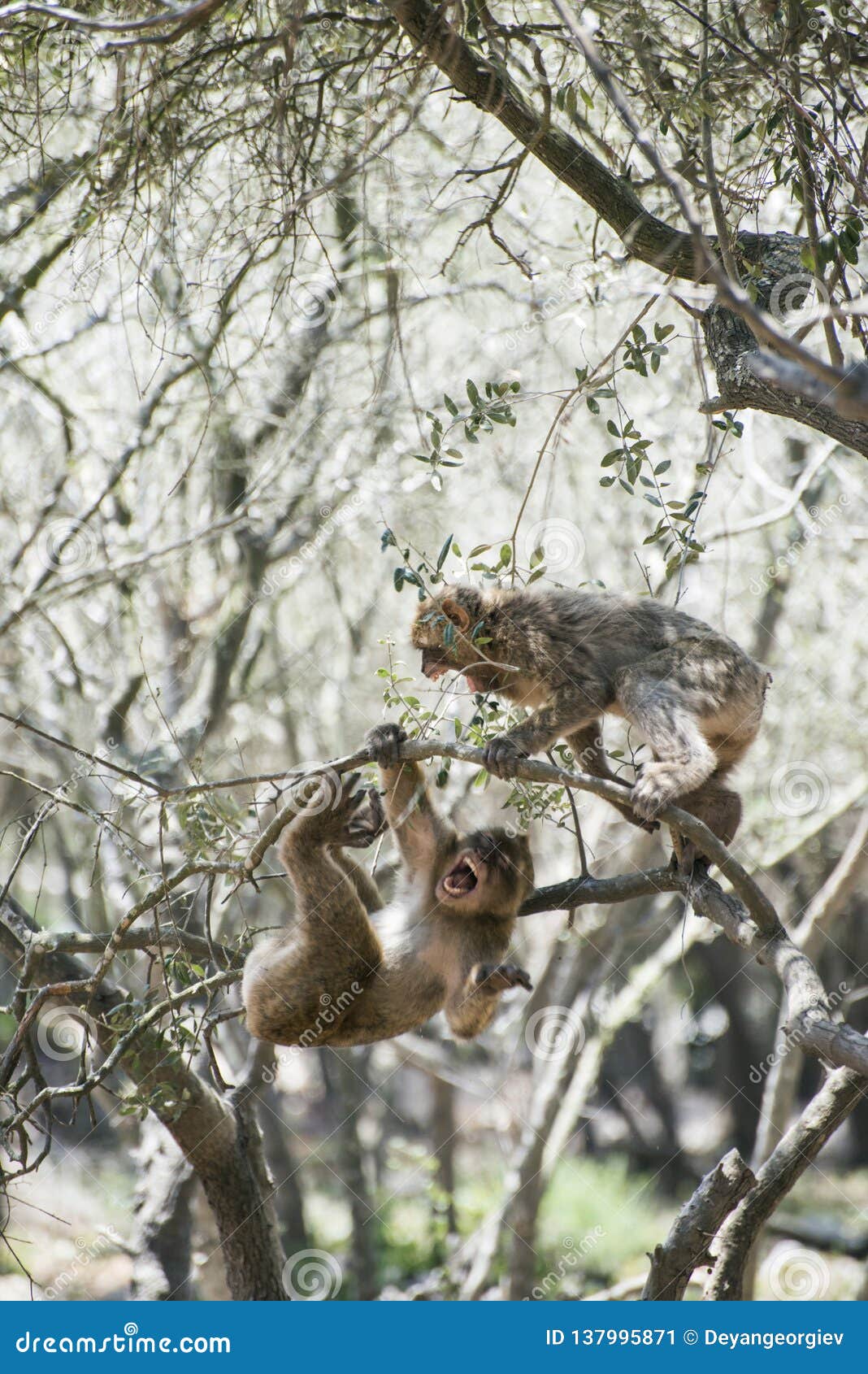 Monkey fight stock image. Image of macaque, playing - 137995871