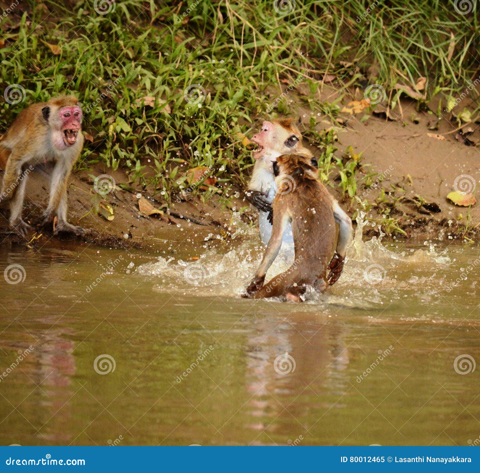 Monkey fight stock image. Image of fight, stream, monkey - 80012465