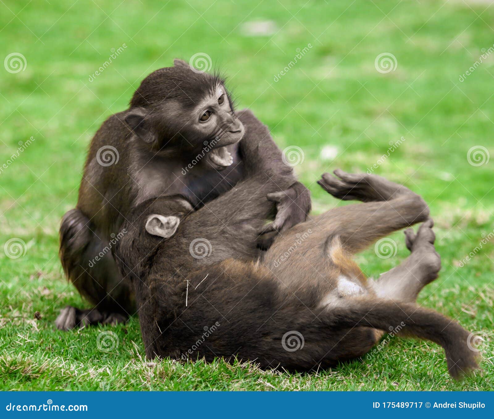 Monkey fight in the park stock image. Image of forest - 175489717