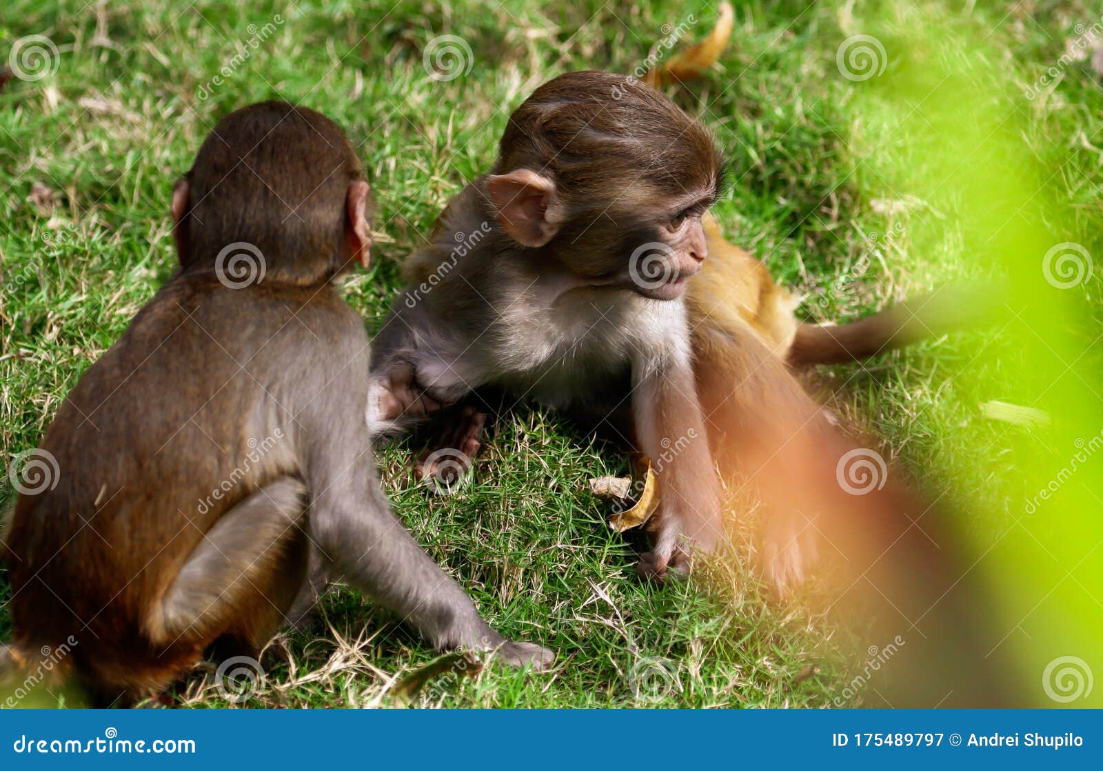 Monkey fight in the park stock image. Image of macaque - 175489797