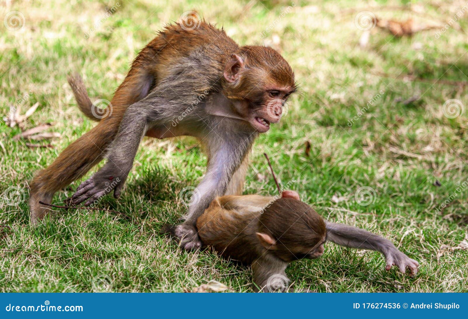 Monkey fight in the park stock photo. Image of baby - 176274536