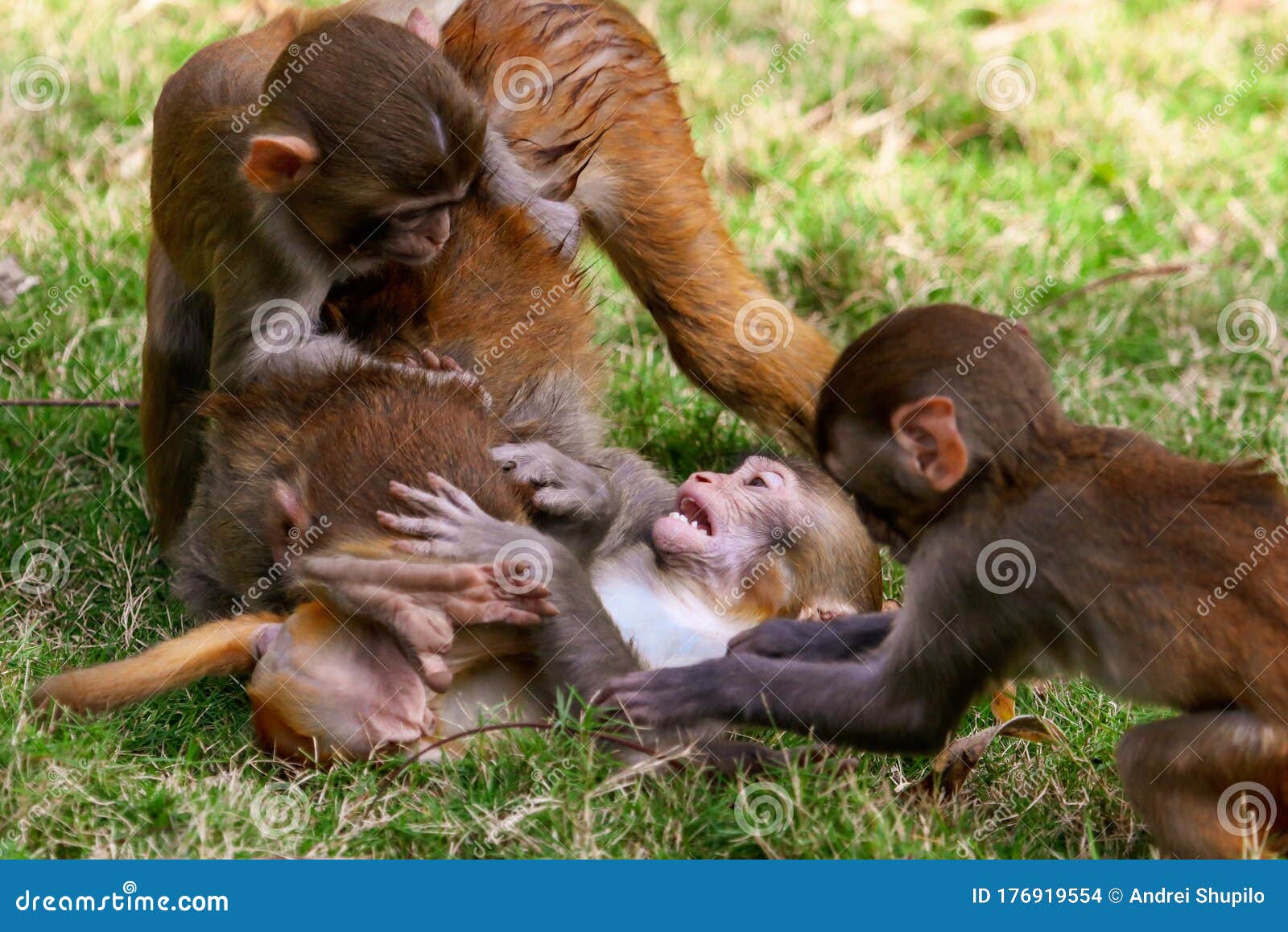 Monkey fight in the park stock photo. Image of nature - 176919554