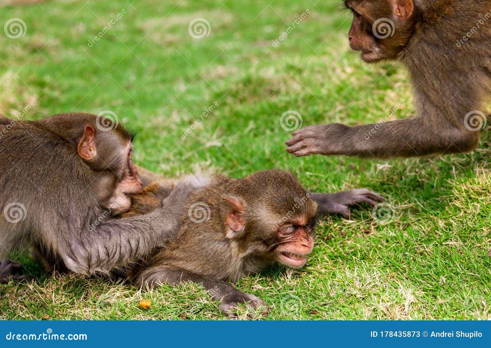 Monkey fight in the park stock image. Image of black - 178435873