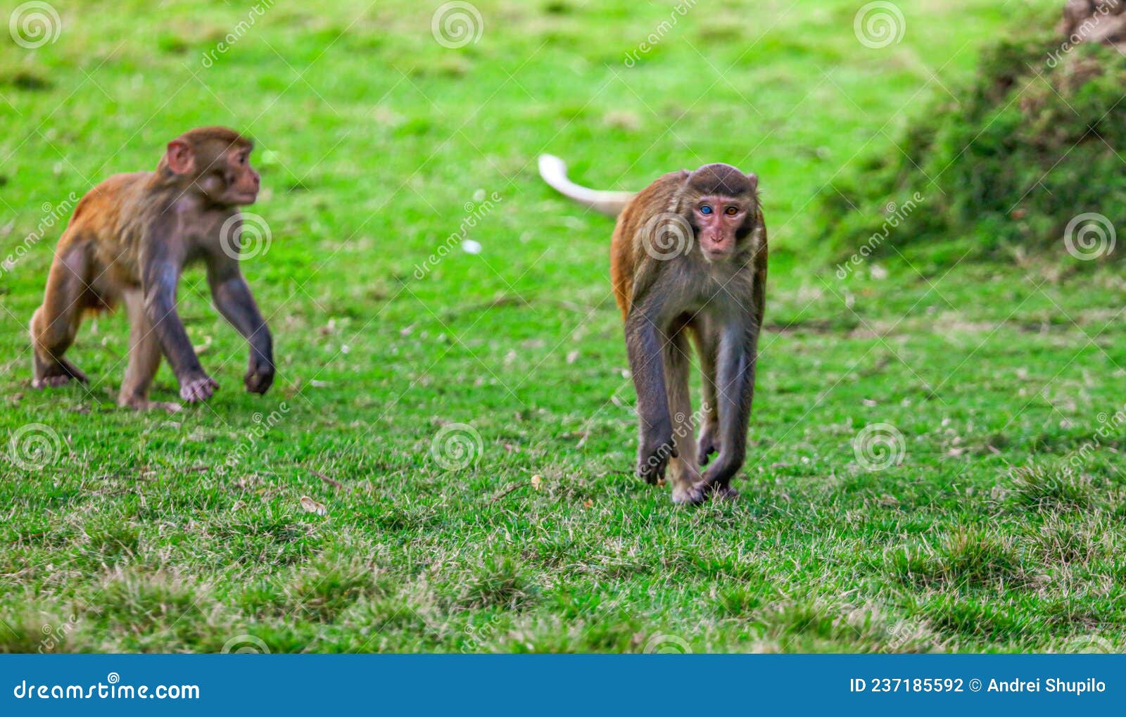 Monkey fight in the park stock photo. Image of wild - 237185592