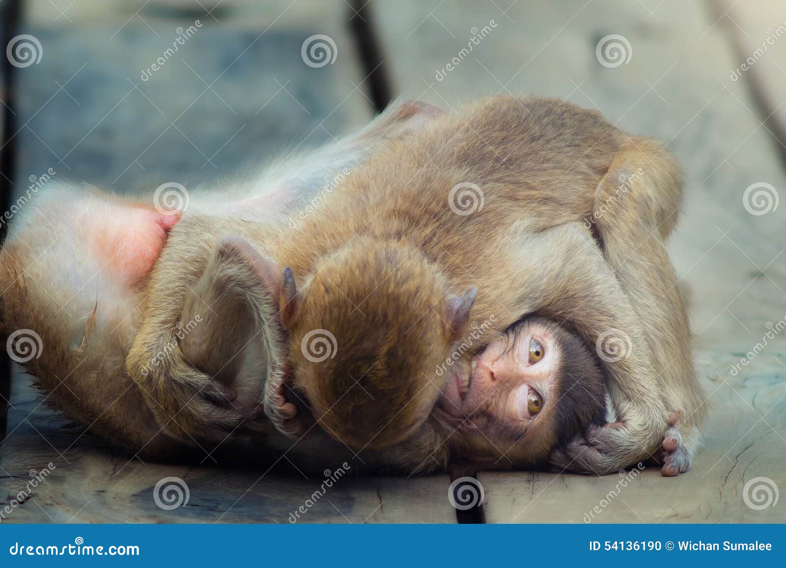 Monkey fighter stock photo. Image of curiosity, looking - 54136190