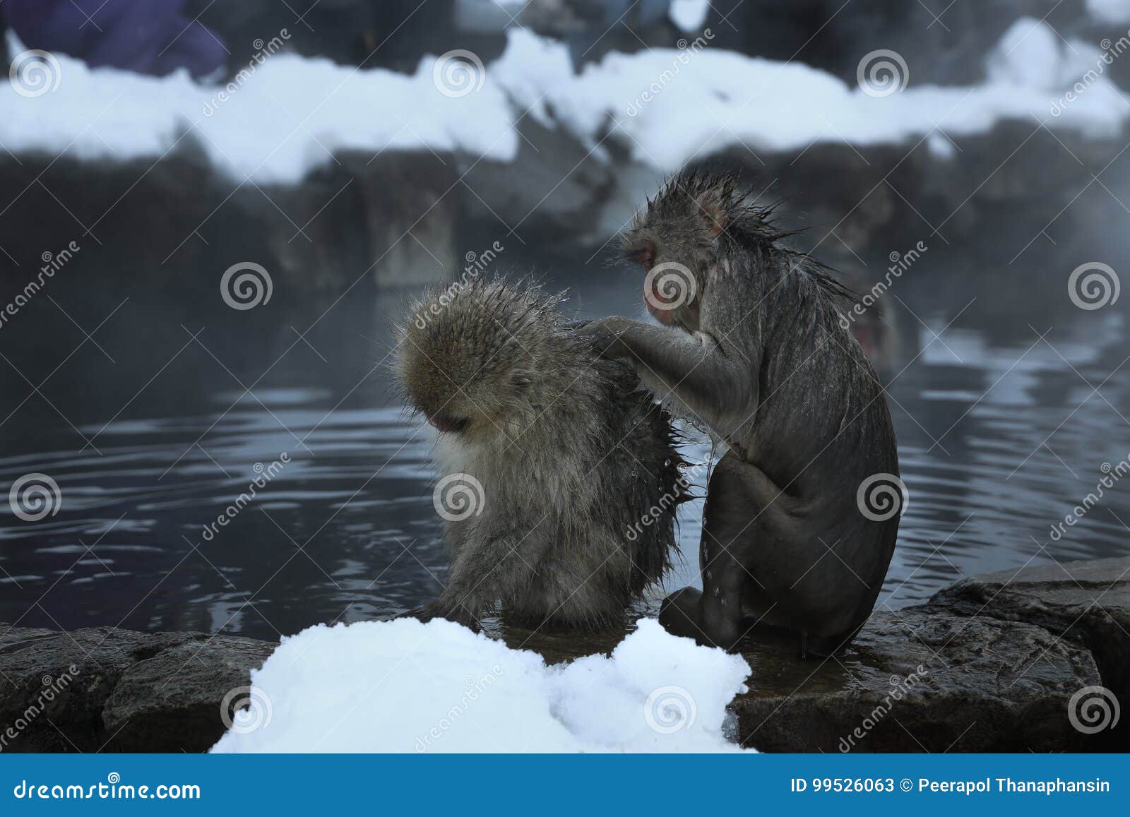 Monkey find some insect. stock image. Image of cold, crowd - 99526063