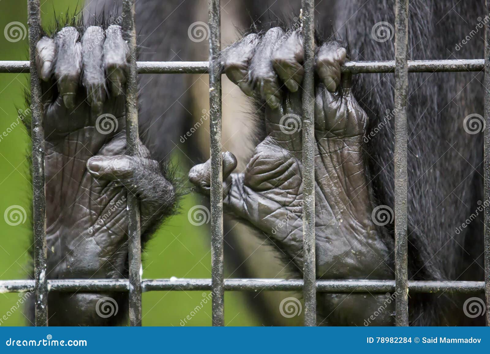 Monkey finger in the cage stock photo. Image of human - 78982284