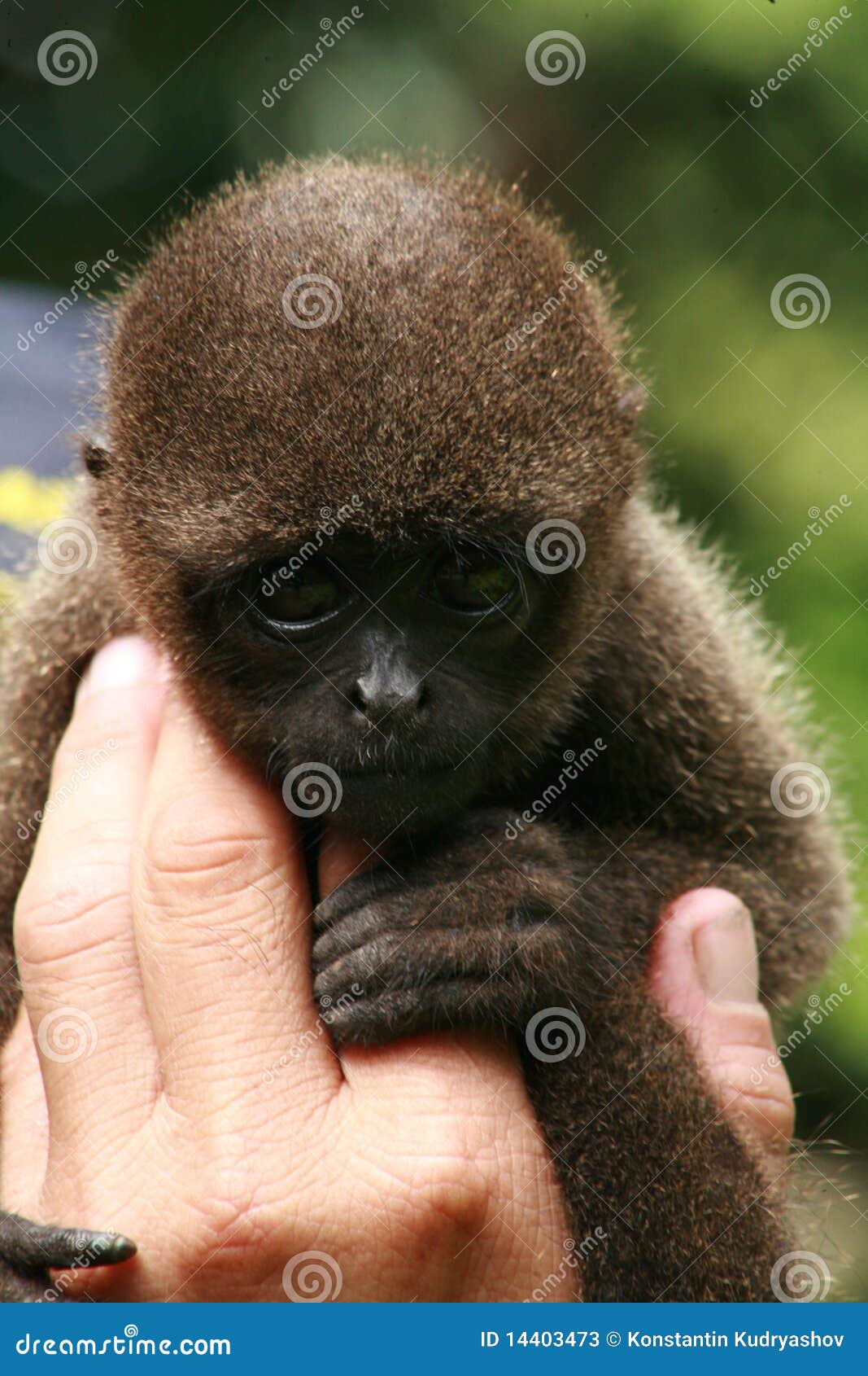 Monkey and fingers stock image. Image of nature, america - 14403473