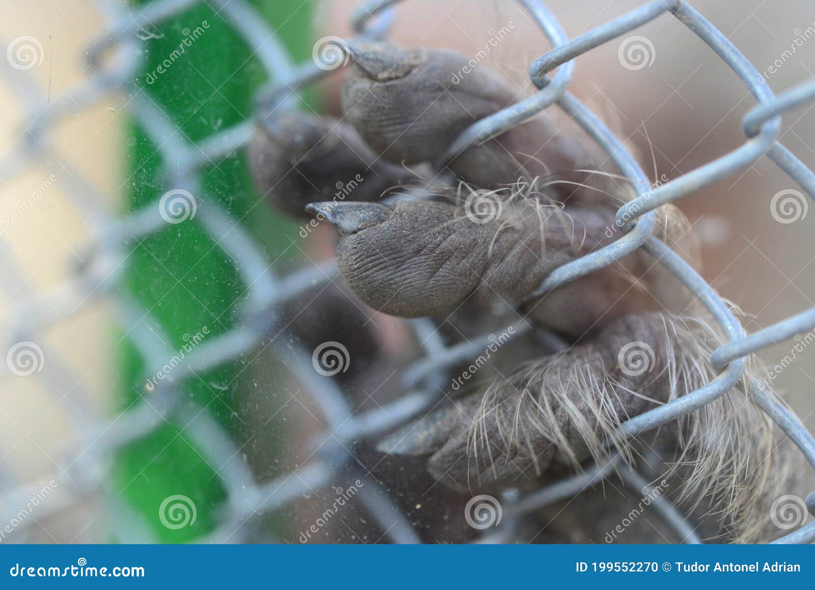 Monkey fingers stock photo. Image of monkey, baboon - 199552270