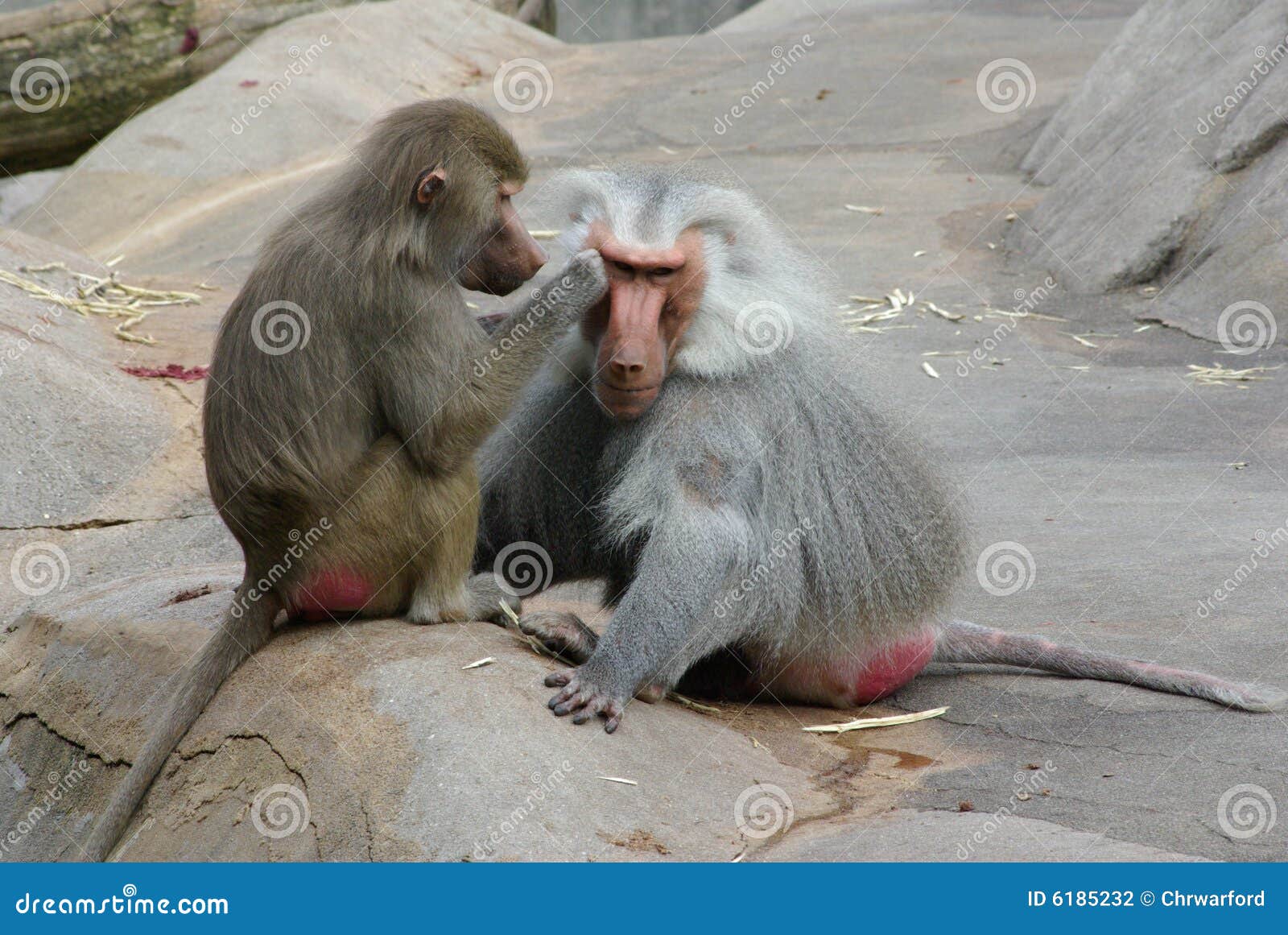 Monkey the flea checker stock photo. Image of ground, mammal - 6185232