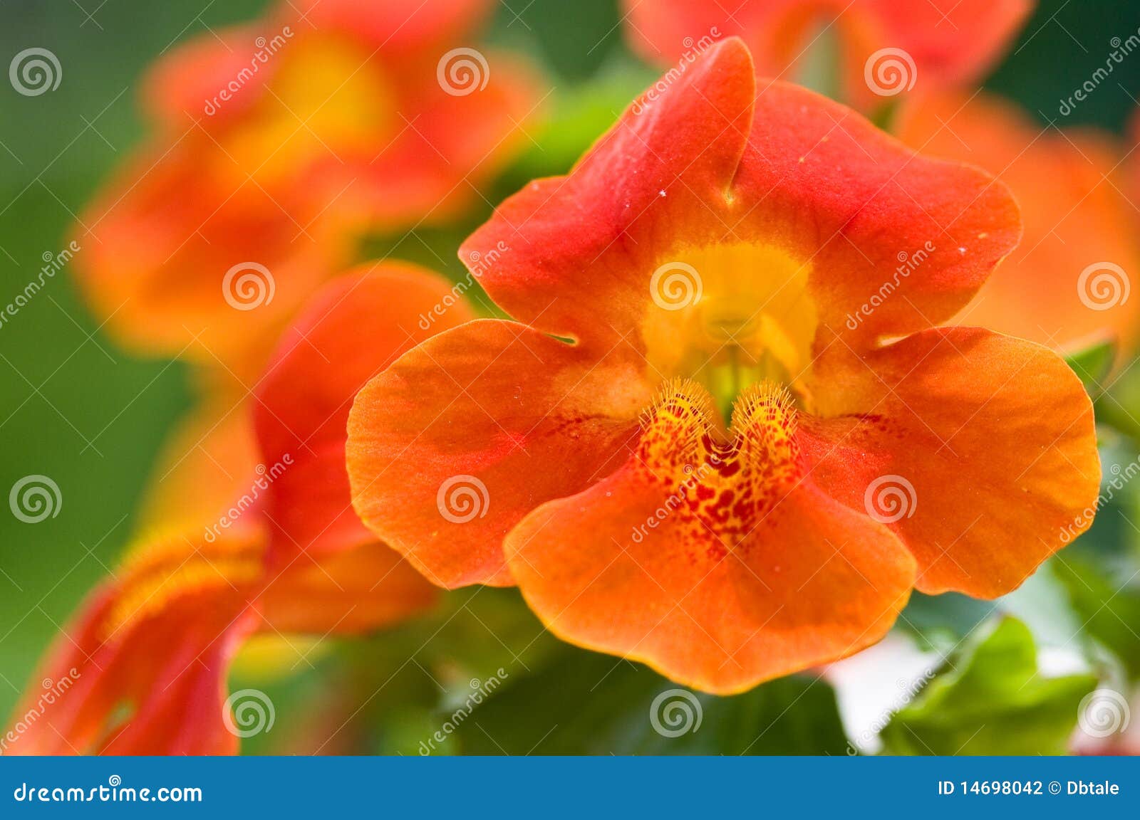 Monkey Flower Group Closeup Stock Photo - Image of macro, botany: 14698042