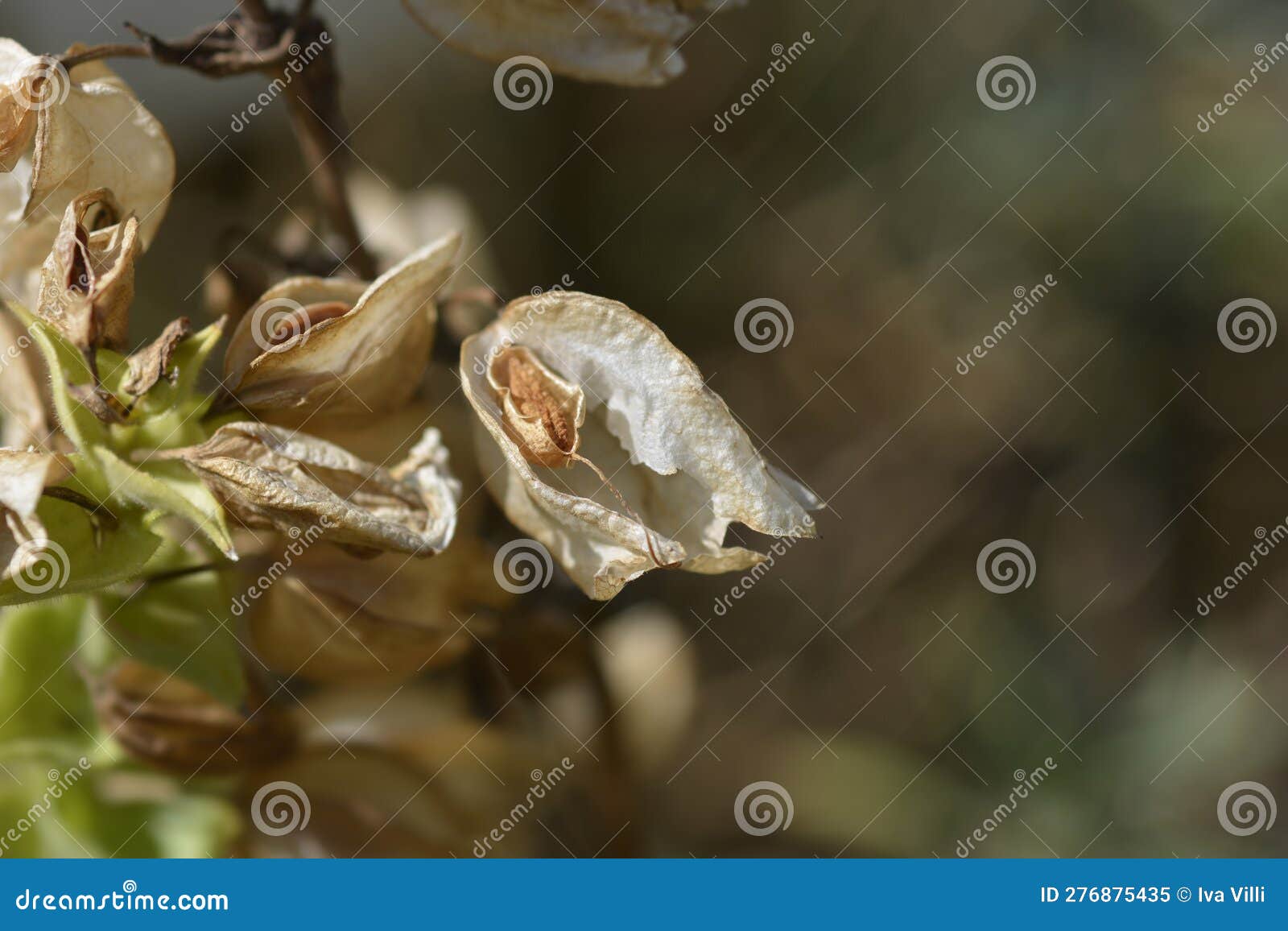 Monkey flower stock image. Image of brown, musk, macro - 276875435