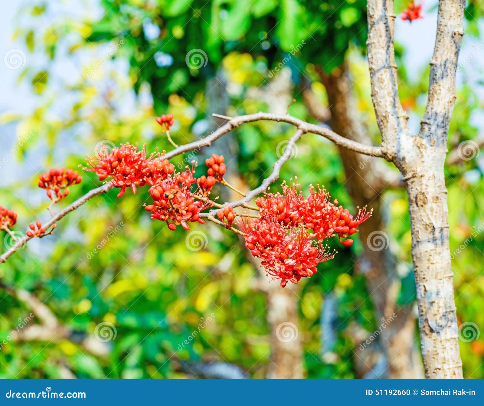 Monkey Flower Tree, Fire of Pakistan Red Beautiful. Stock Photo - Image ...