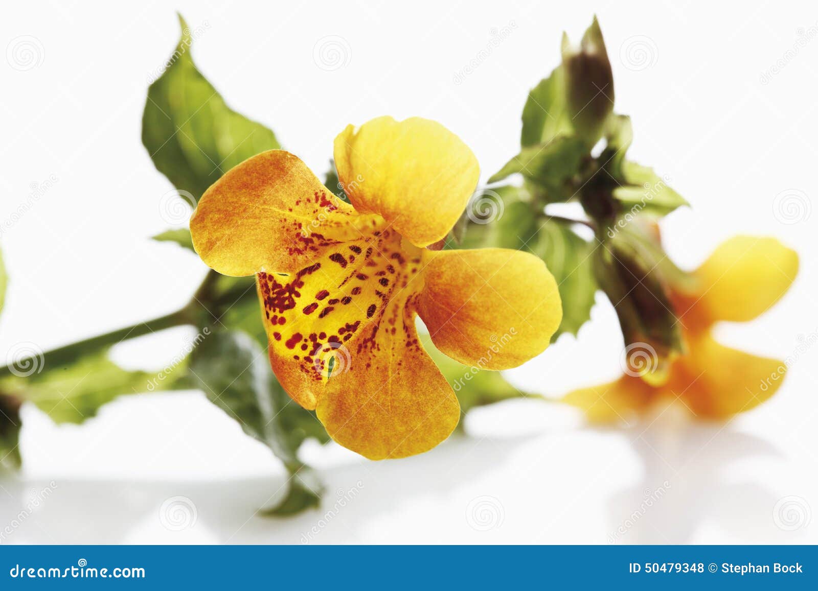 Mimulus Bach Flower Stock Photos - Free & Royalty-Free Stock Photos ...