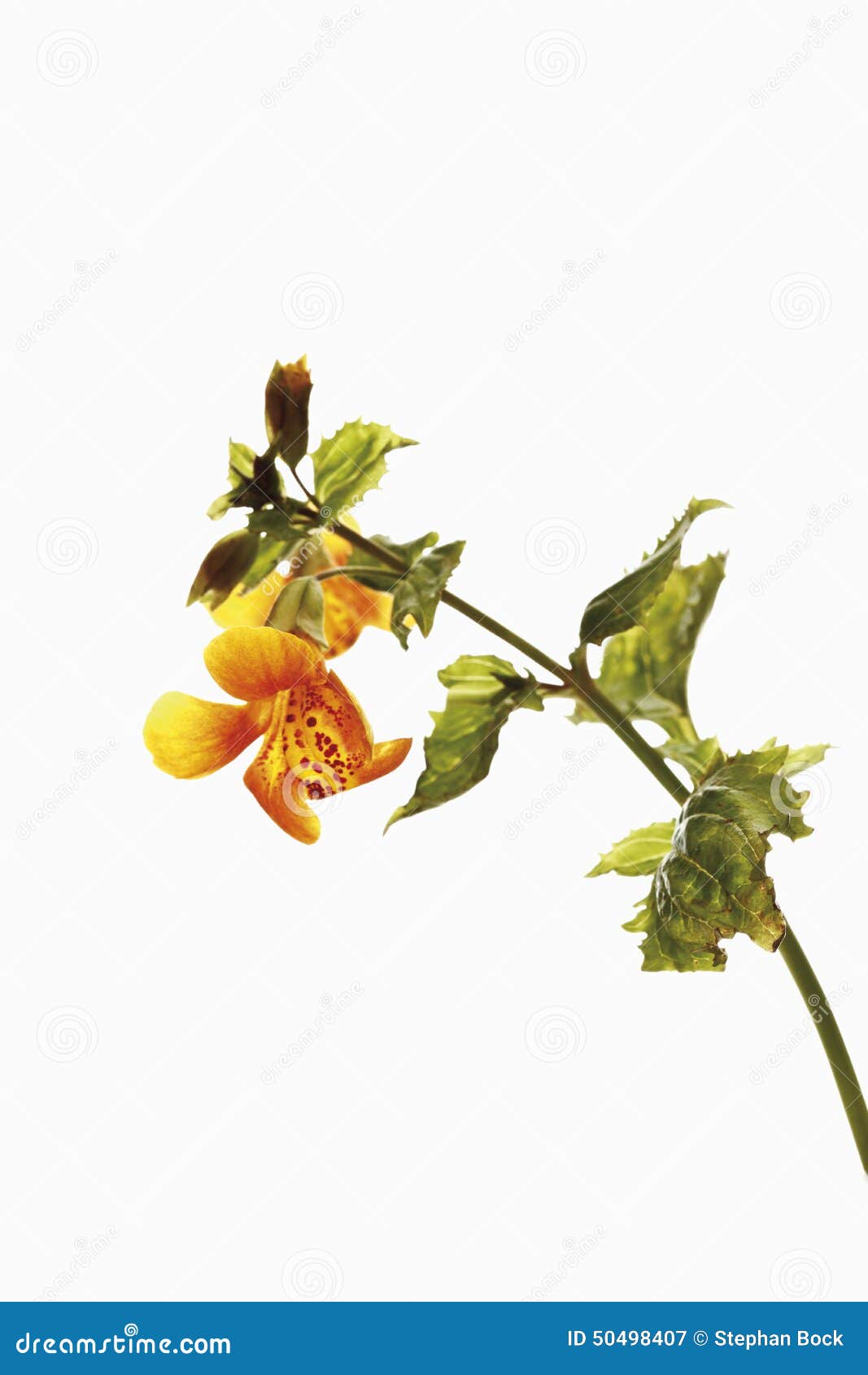 Monkey-flowers stock image. Image of cultivated, nature - 50498407