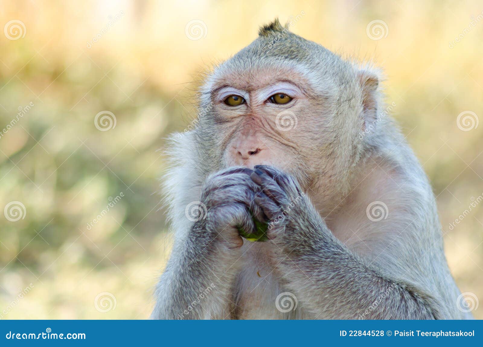 Monkey focus on the food stock photo. Image of family - 22844528