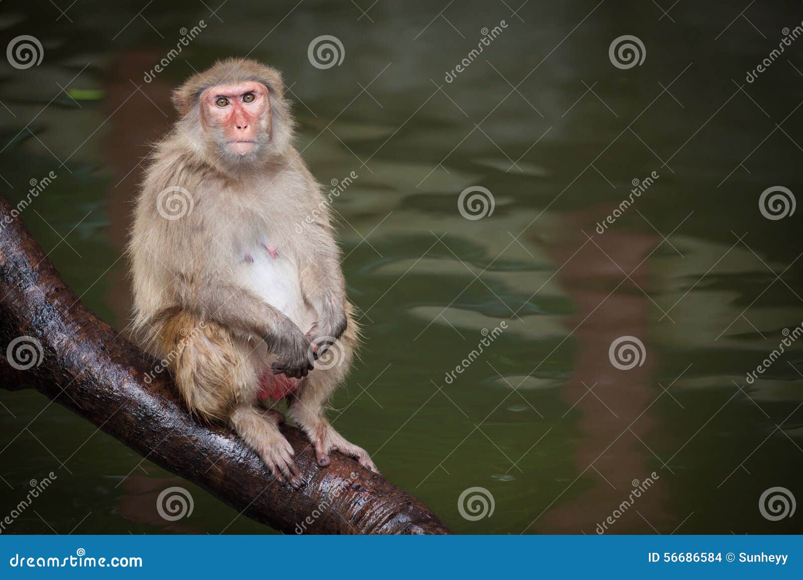 Funny Baboon Monkey Royalty-Free Stock Image | CartoonDealer.com #7336066