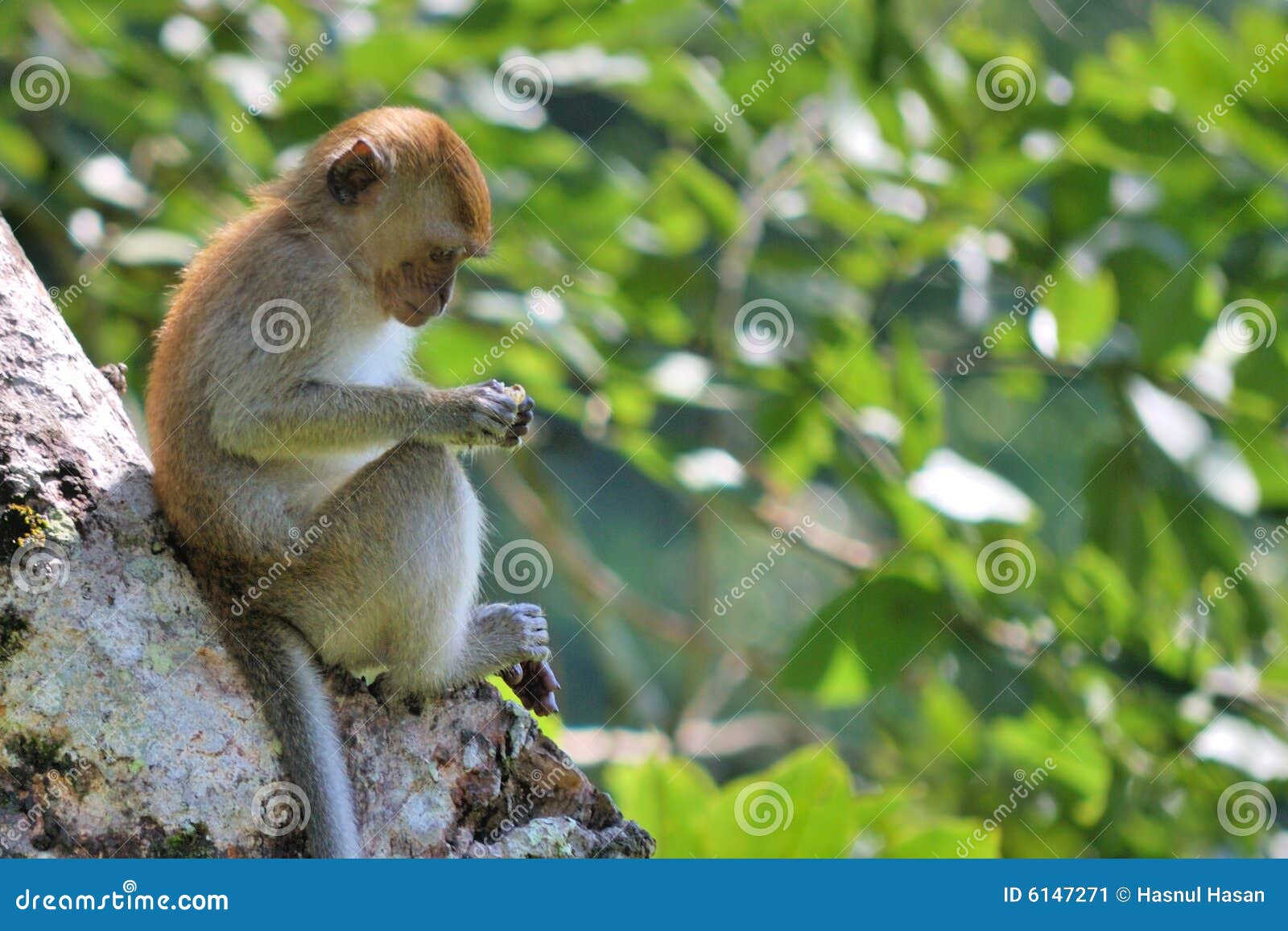 Monkey focused stock image. Image of tree, leaves, sitting - 6147271