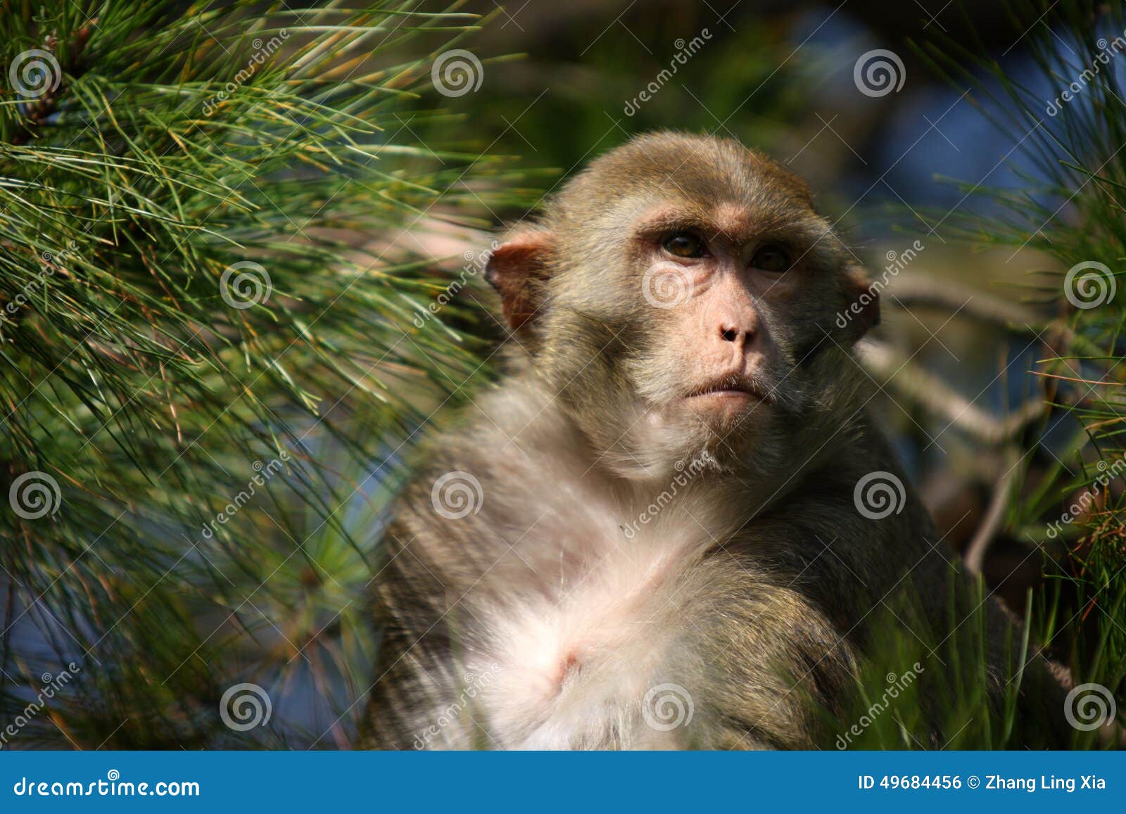 Monkey Focused on an Unseen Object Stock Photo - Image of asia, eating ...