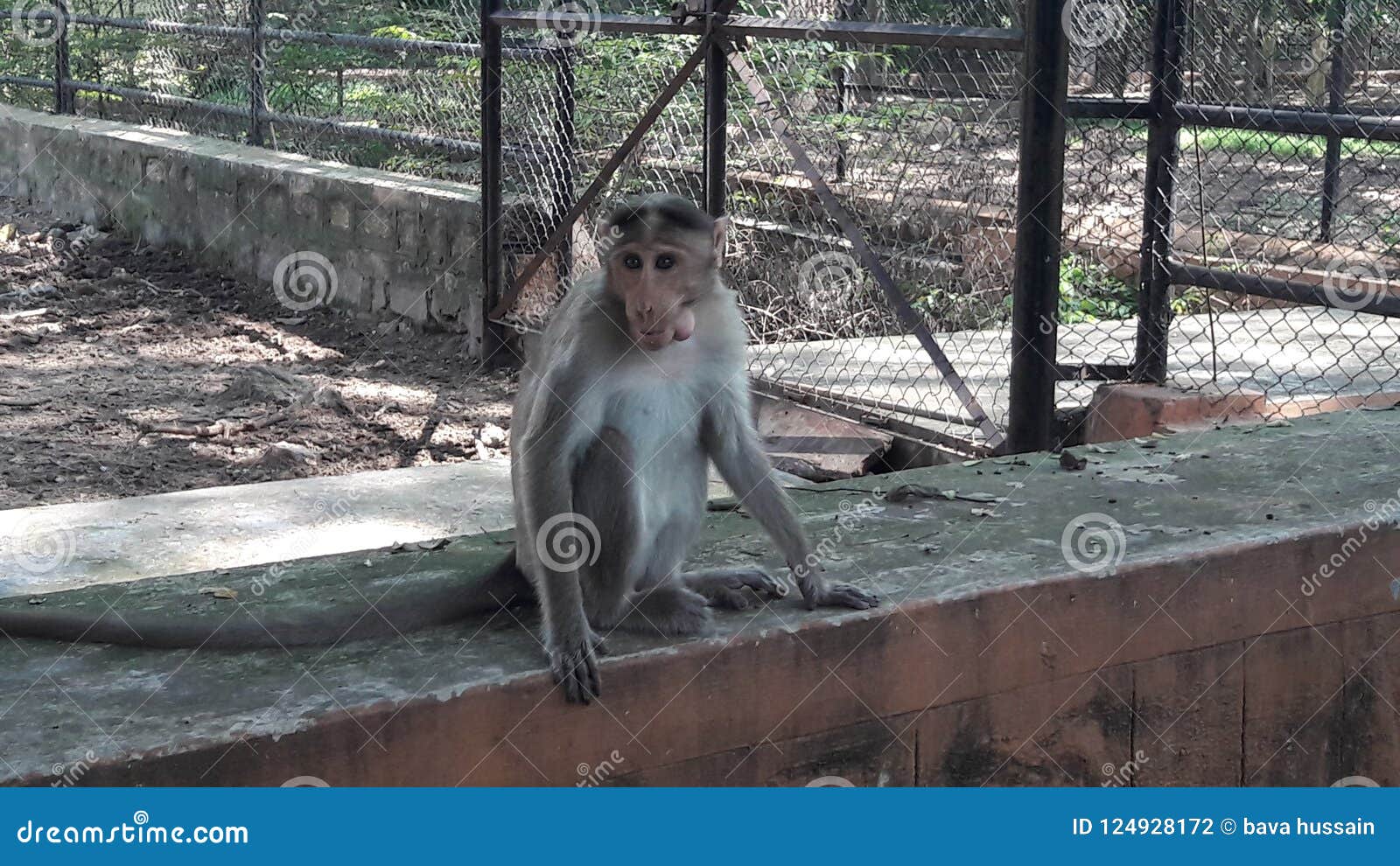 Monkey stock photo. Image of monkey, food, small, eating - 124928172