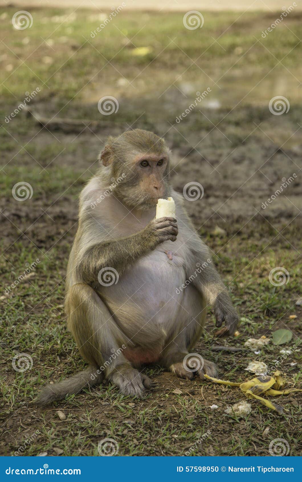 Monkey and food stock photo. Image of small, face, nature - 57598950