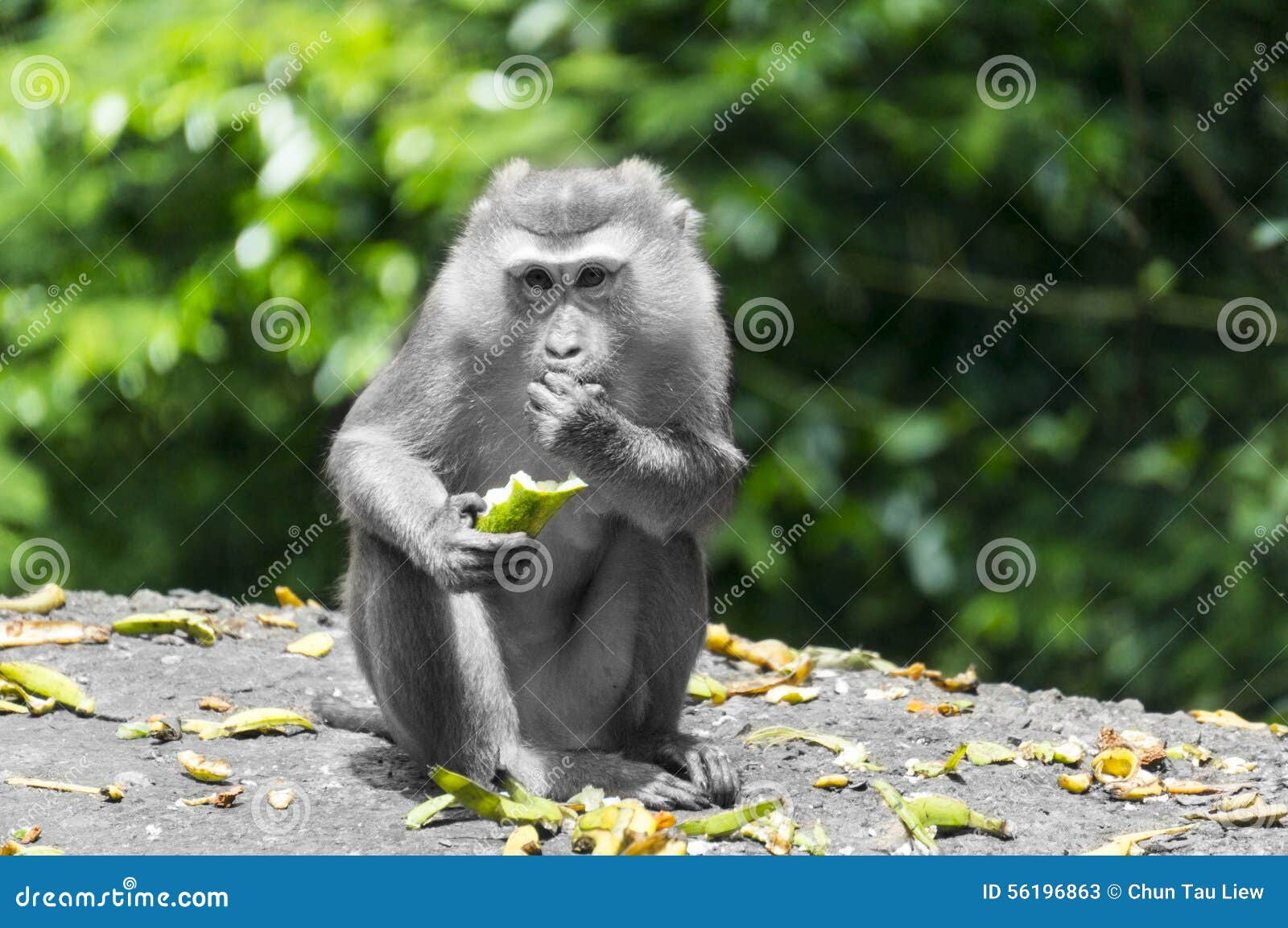 Monkey Food stock image. Image of banck, natural, forest - 56196863