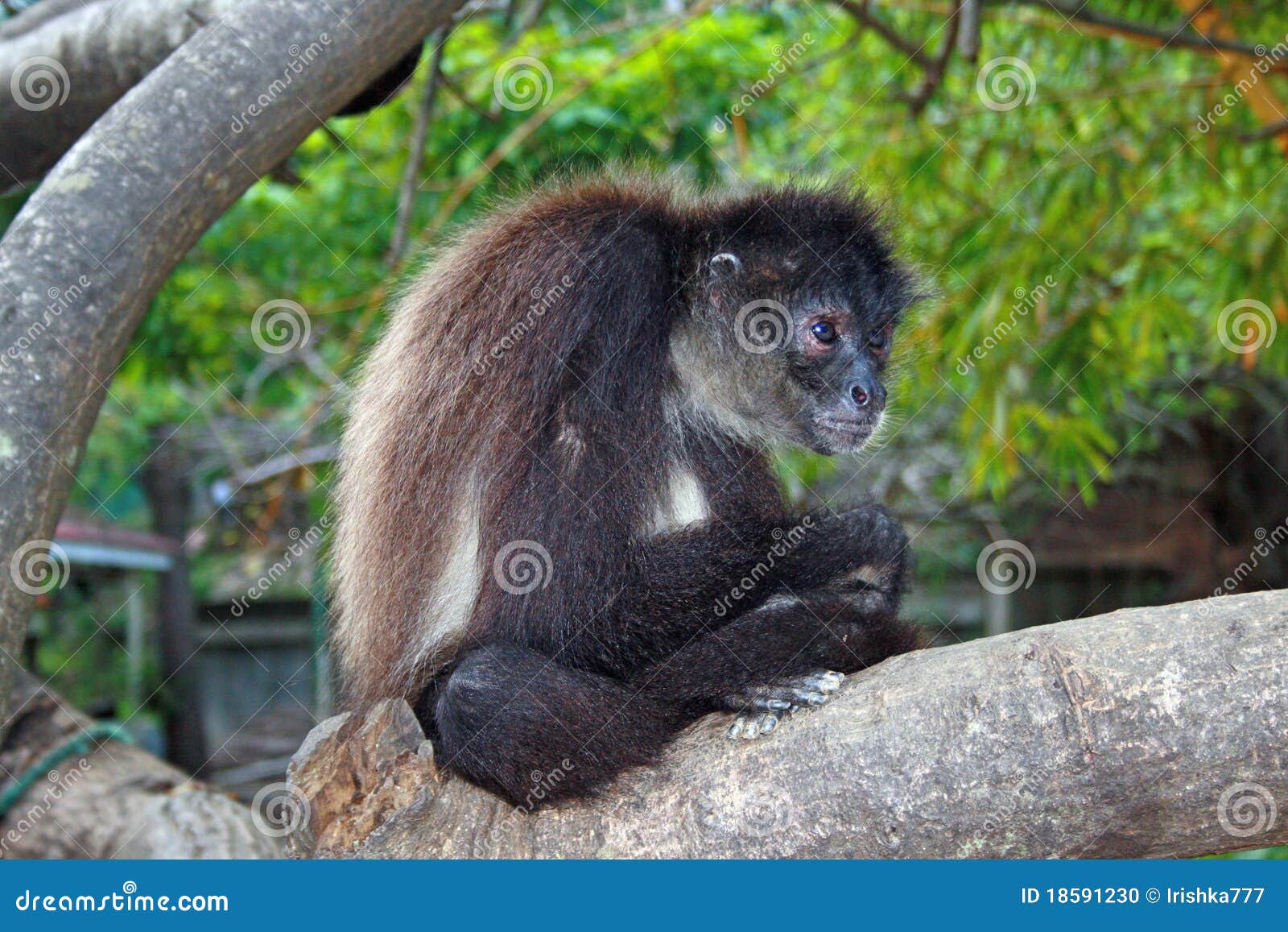 Monkey in the forest stock photo. Image of tree, cultural - 18591230