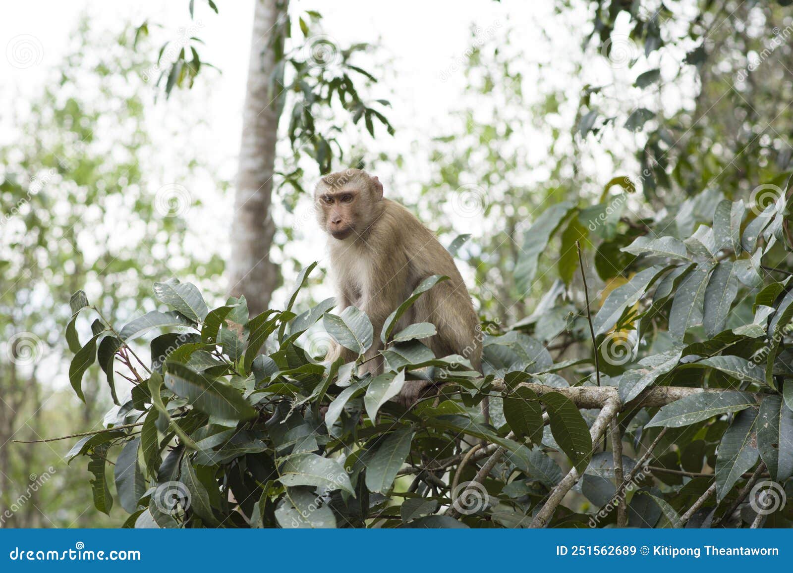 Monkey in forest stock image. Image of monkey, green - 251562689