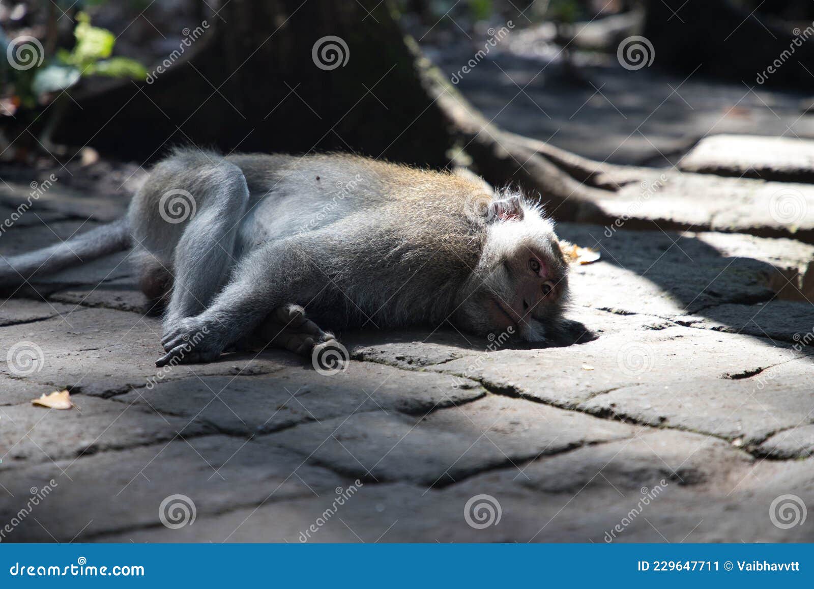 Sad Monkey stock image. Image of macaque, primate, bear - 229647711