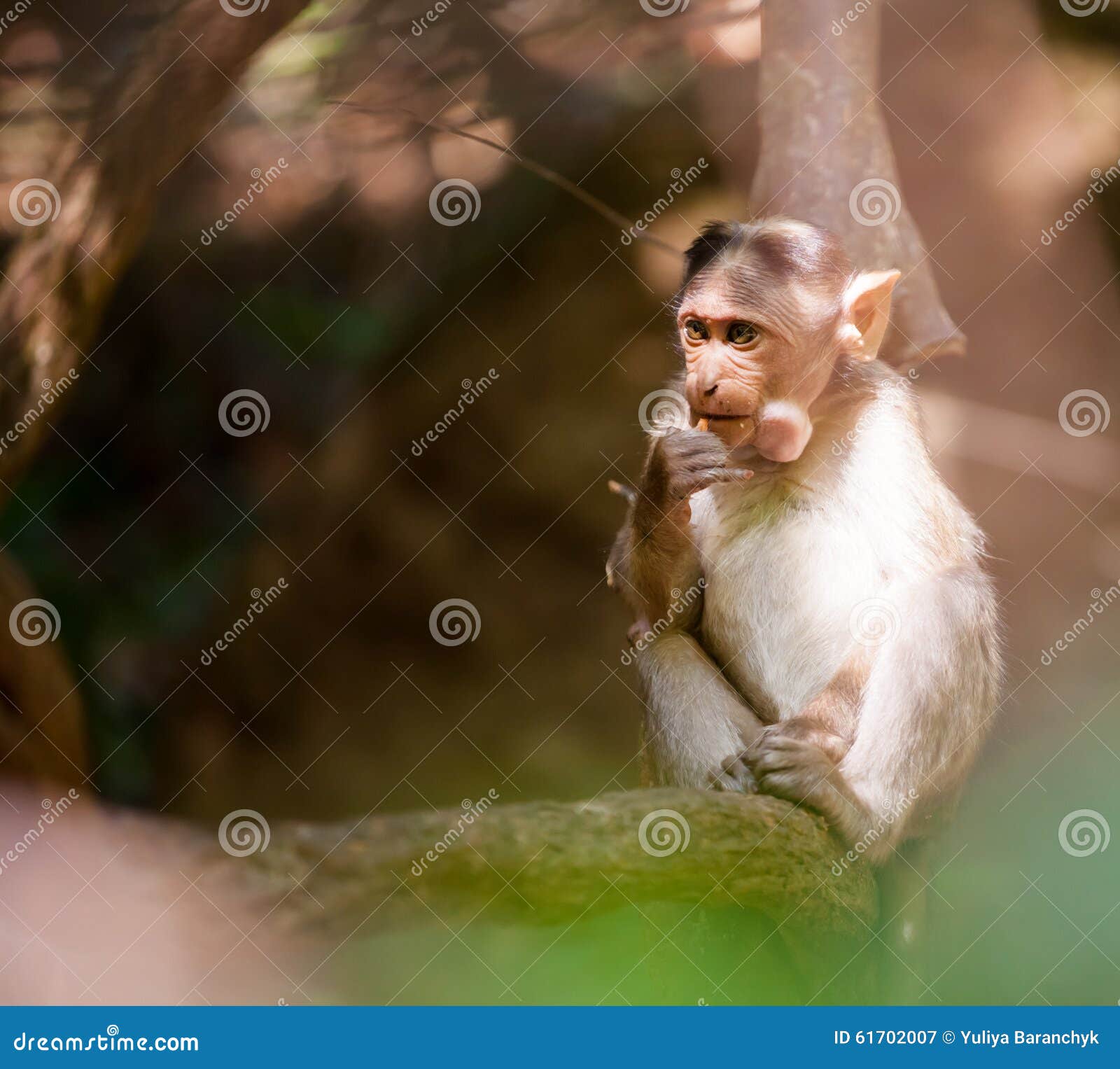 Monkey Forest Child. India. Goa. Stock Image - Image of animal, family ...